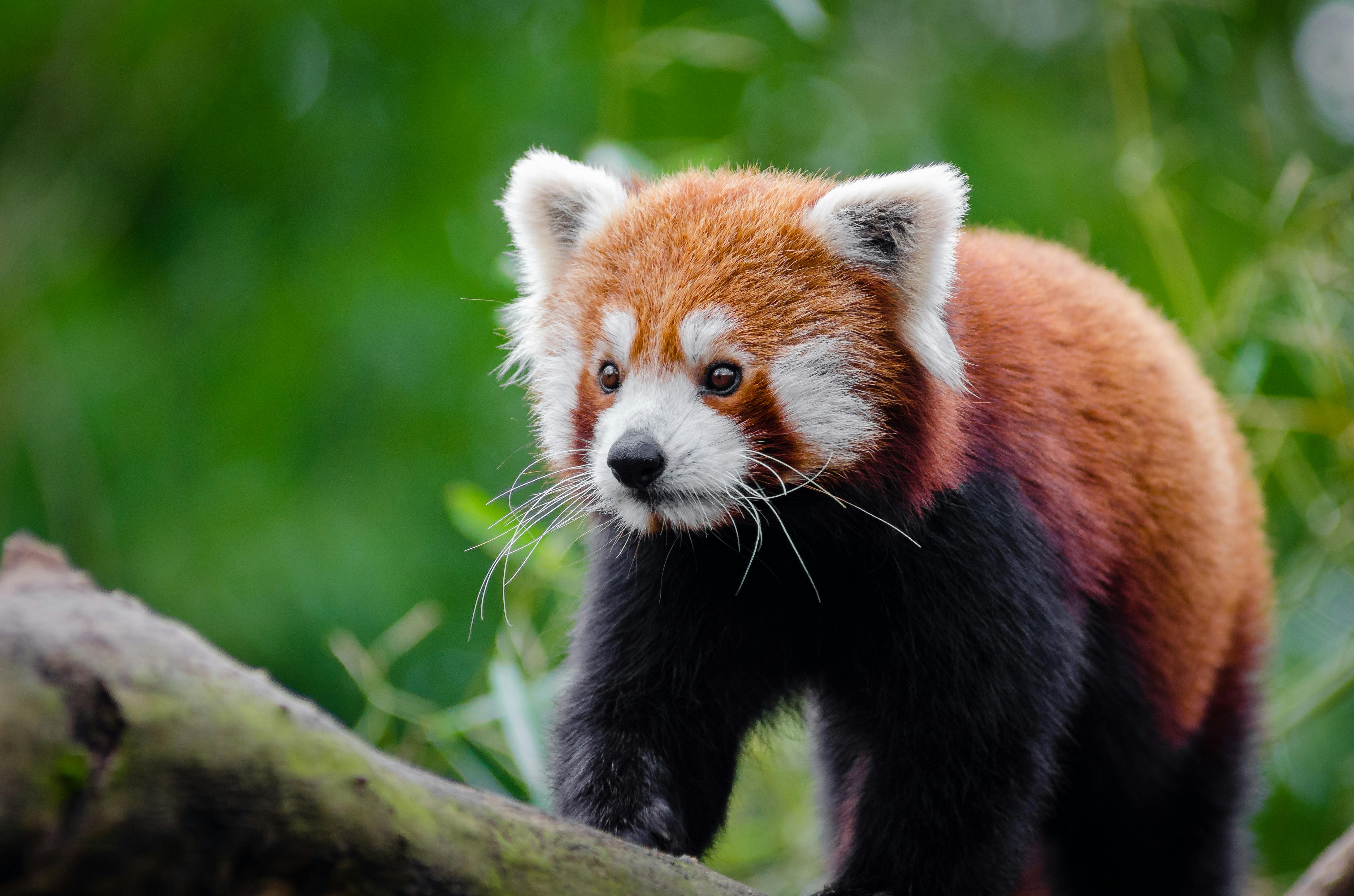 Red Panda on Brown Wood · Free Stock Photo
