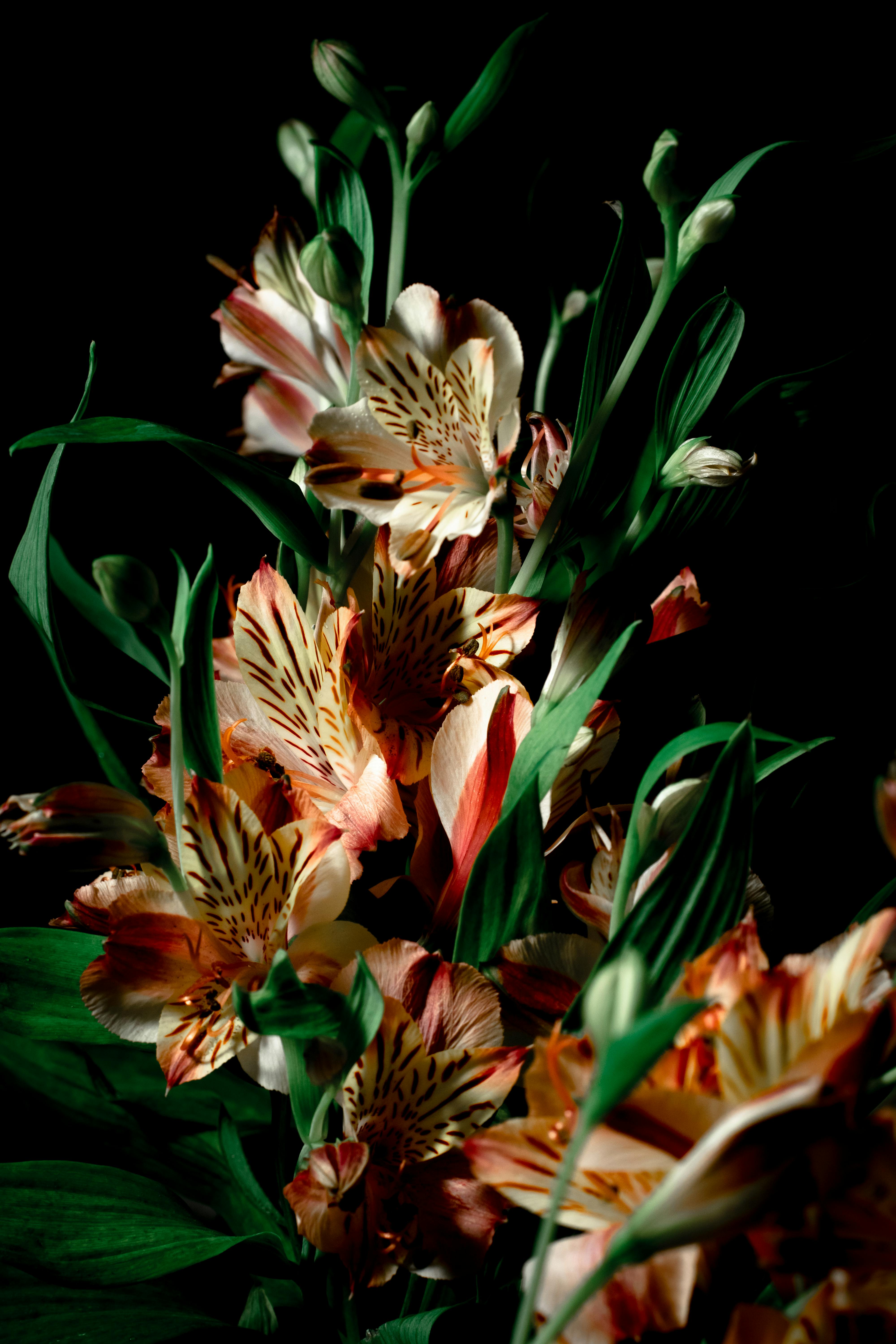 Edgar Lara - Fotografie