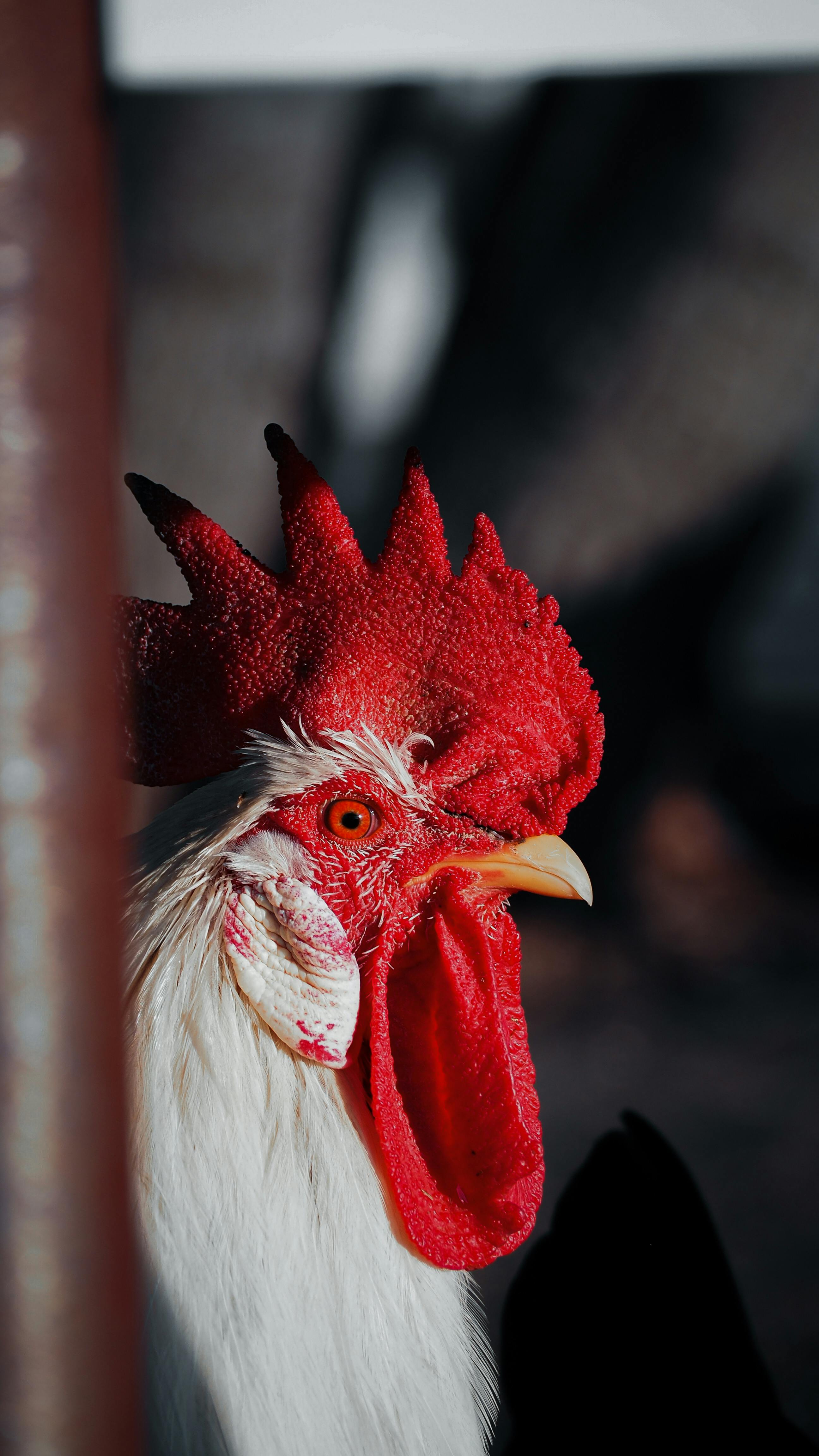 A Rooster in Close-Up Photography · Free Stock Photo