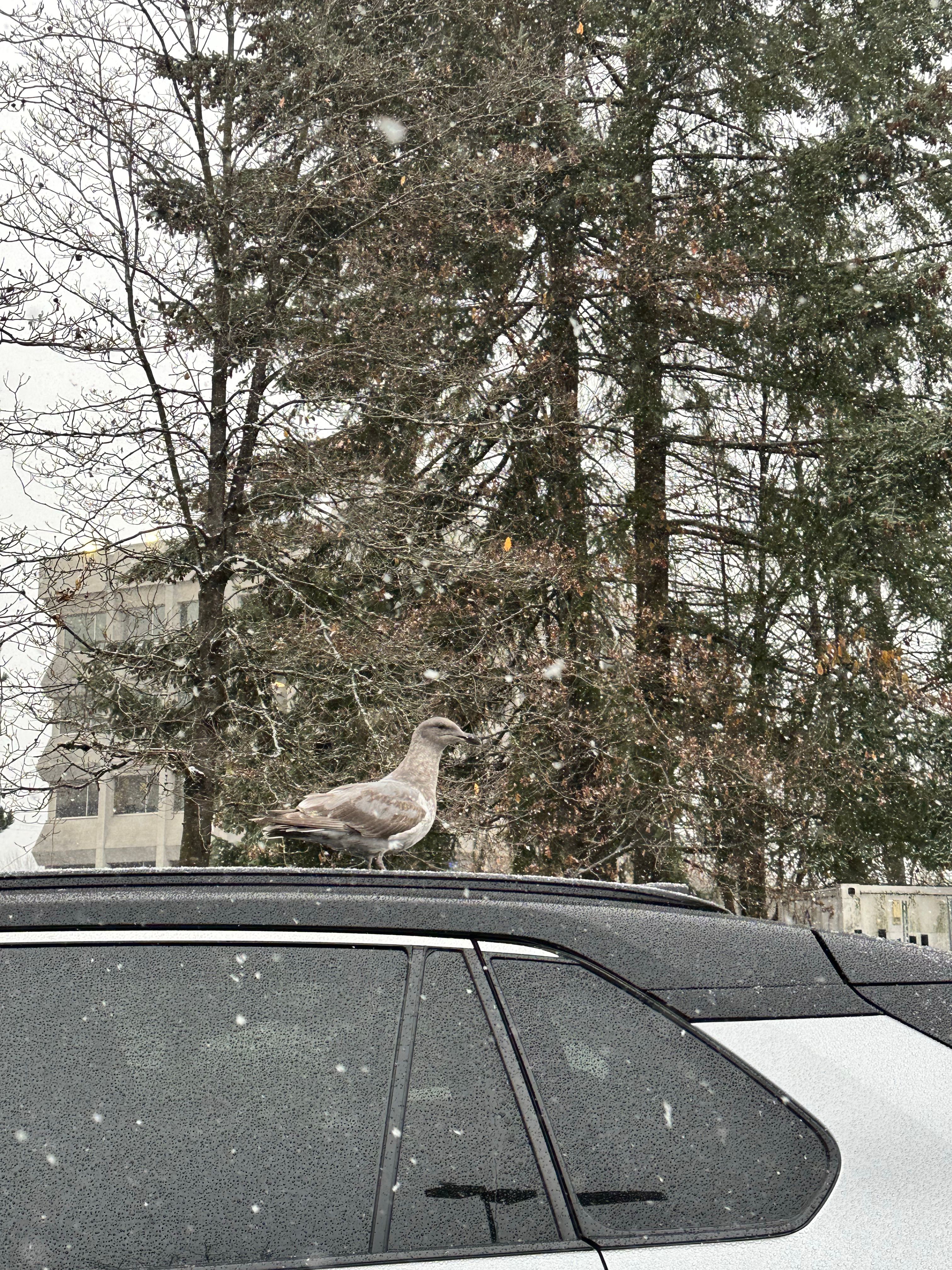 Bird on Top of a Car · Free Stock Photo