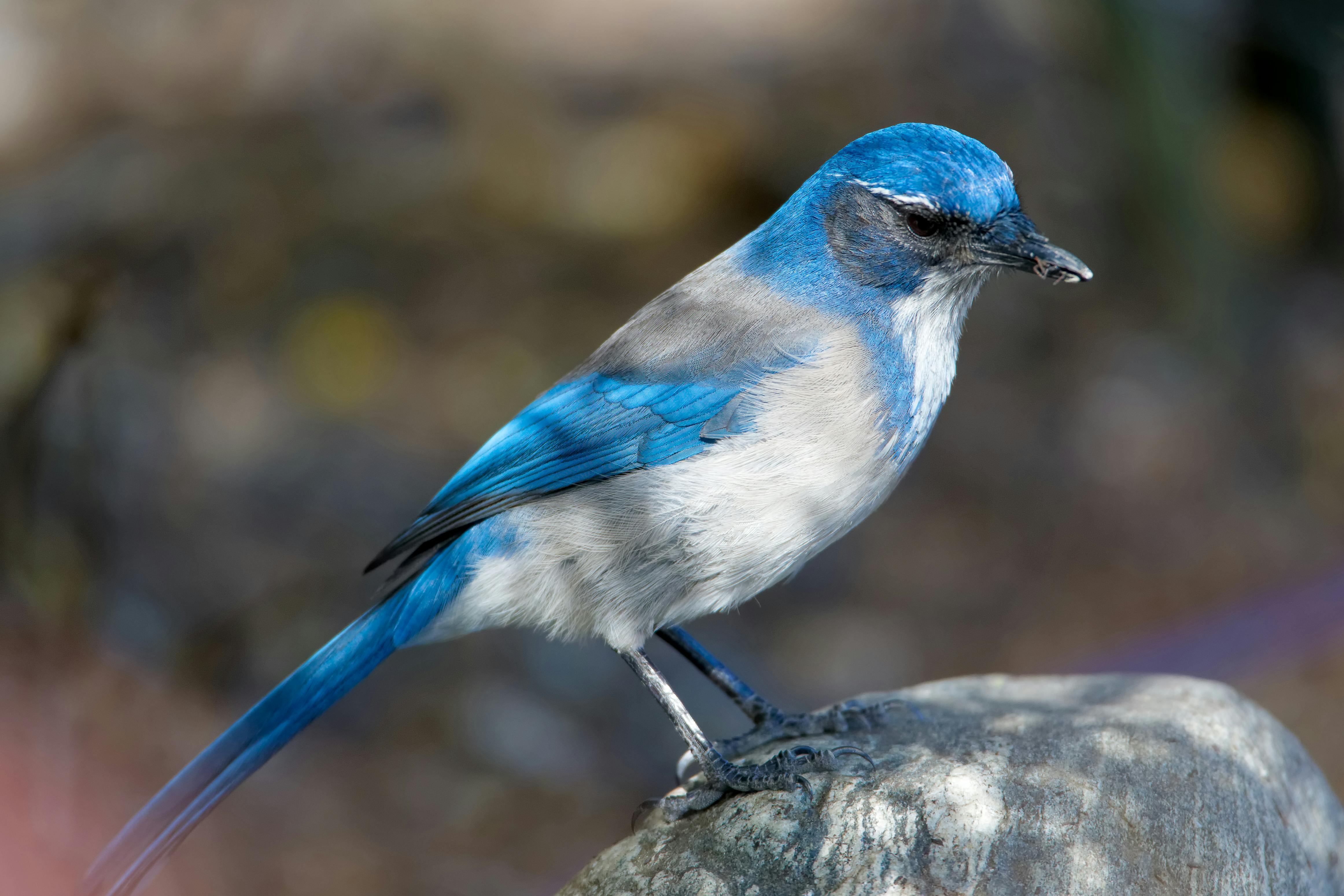 Close-Up Shot of a California Scrub Jay · Free Stock Photo