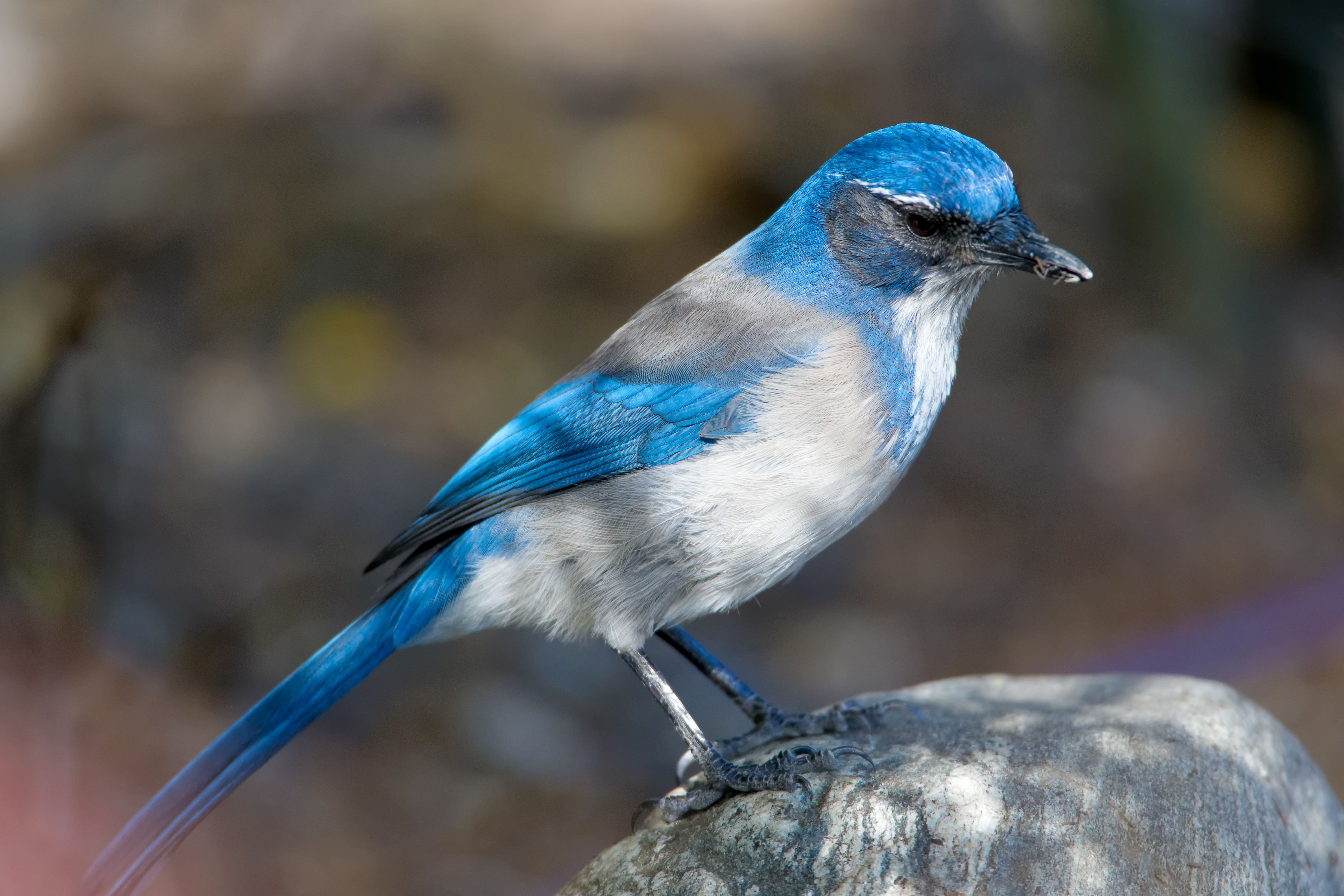 White and Blue Bird in Close Up Photography · Free Stock Photo