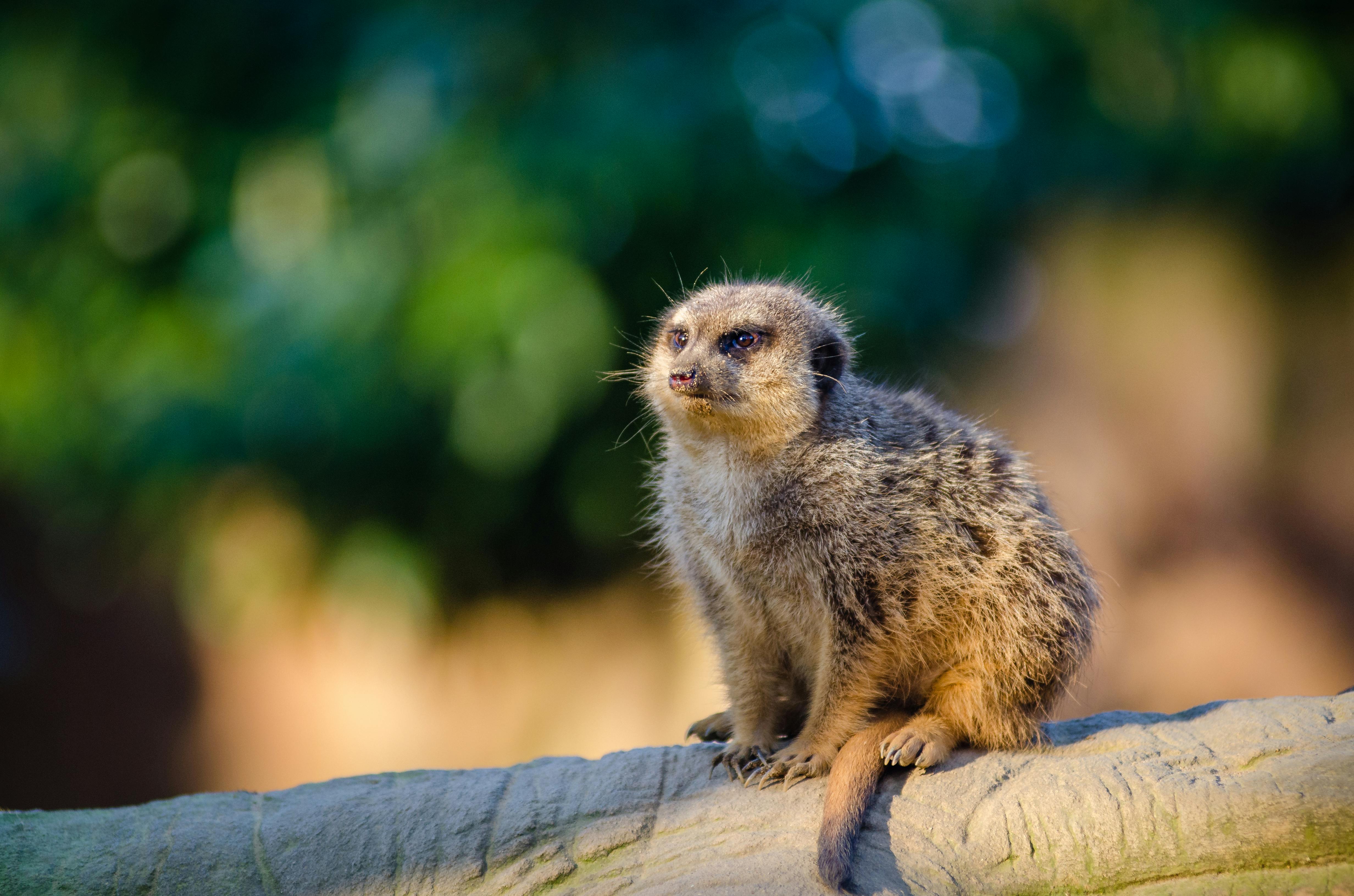 Gray Rodent Resting on Wood · Free Stock Photo