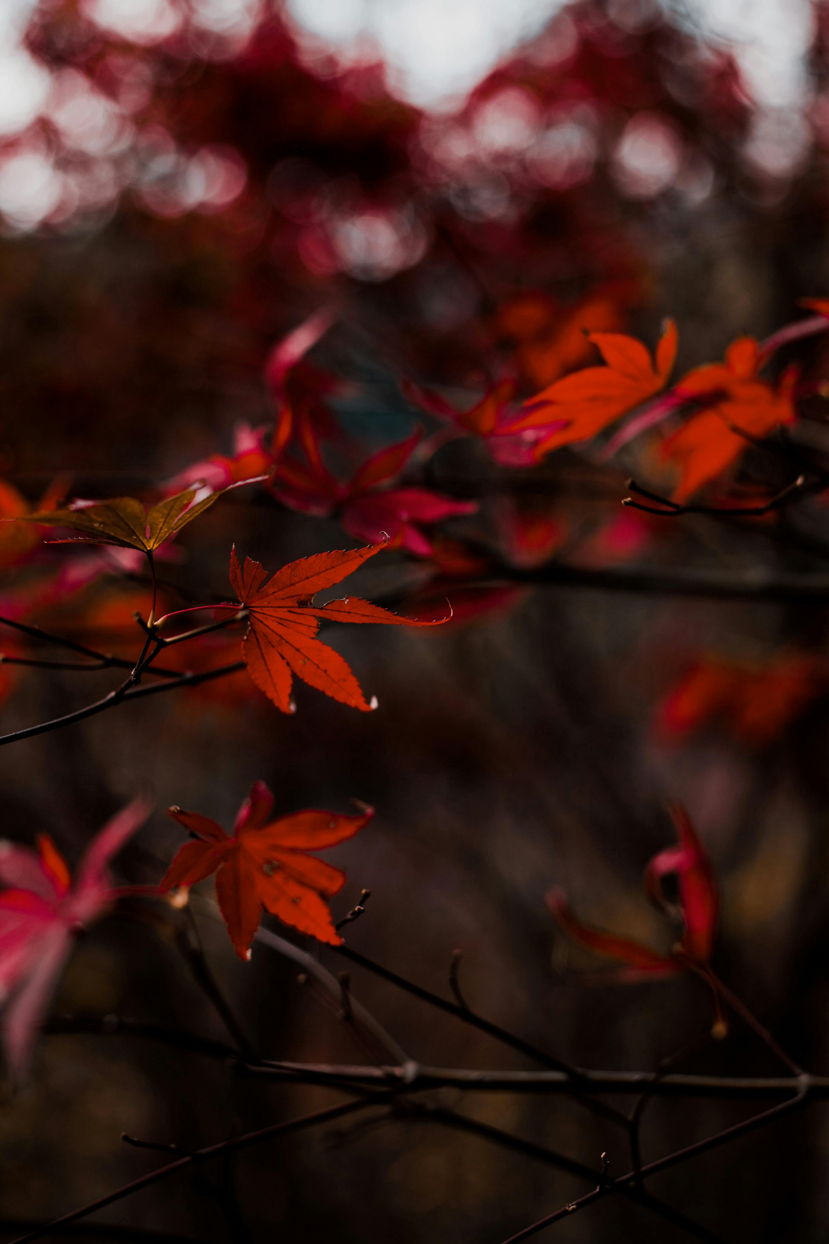 Close Up Photo of Autumn Leaves · Free Stock Photo