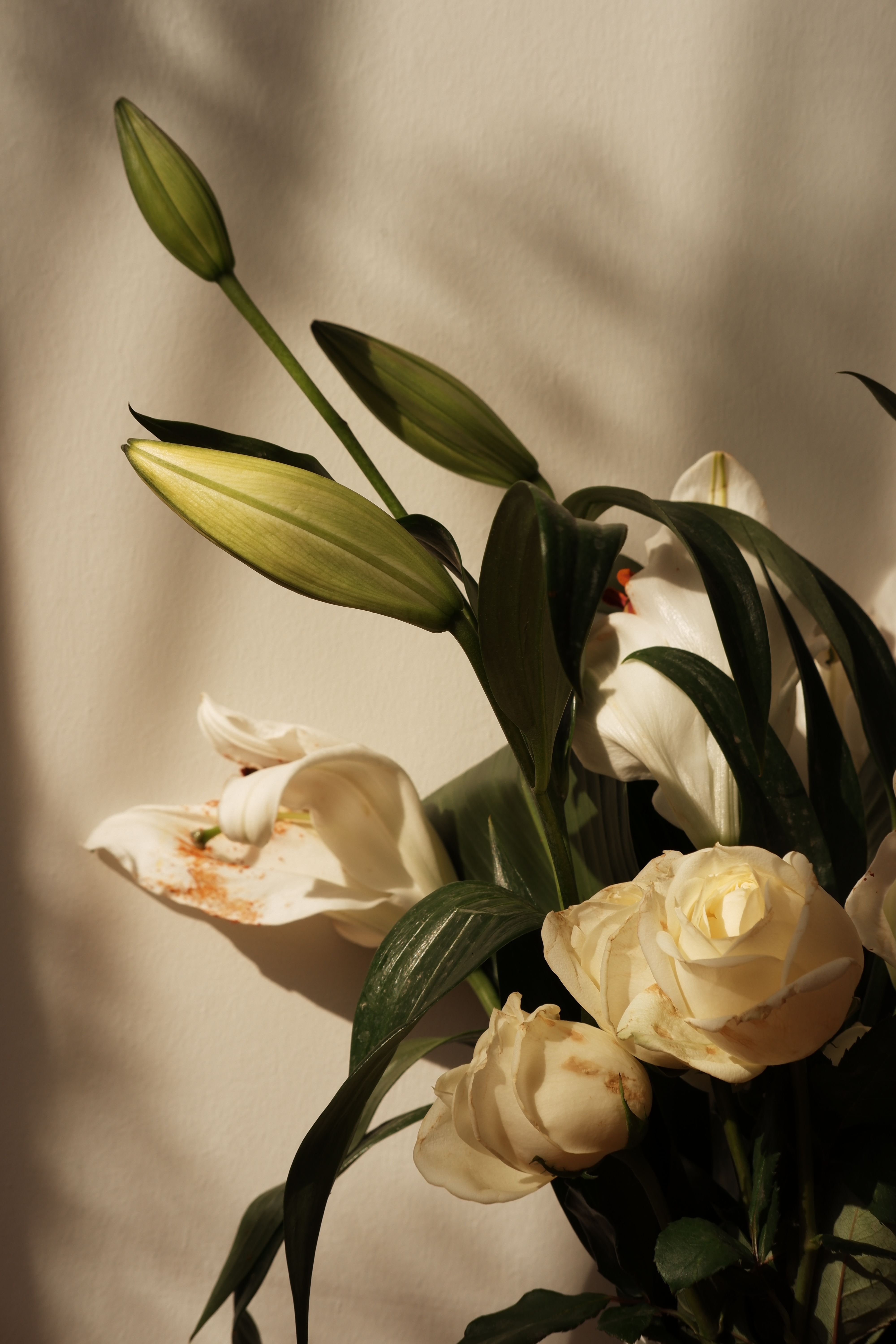 White Flowers · Free Stock Photo
