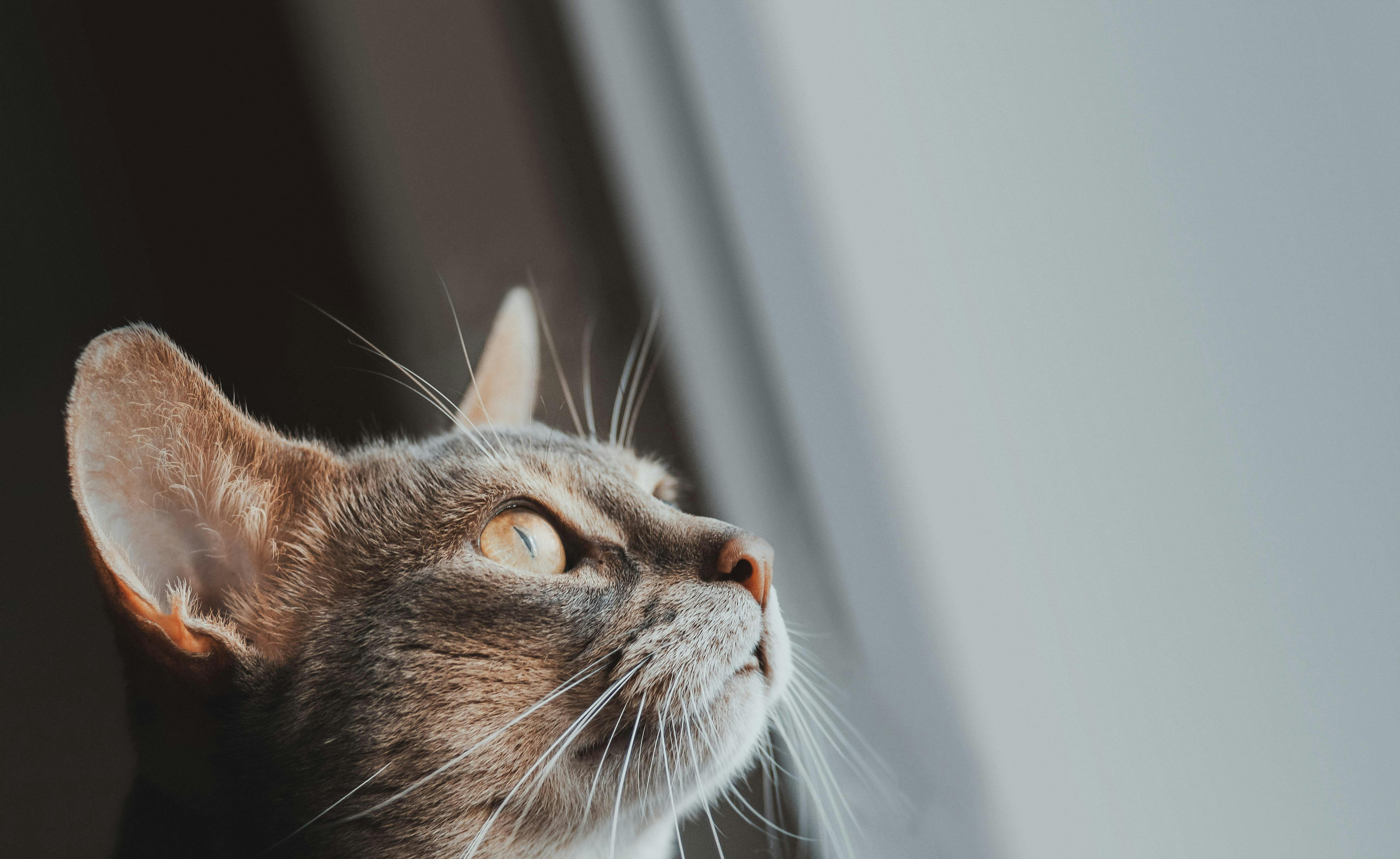 Tabby Cat Growling · Free Stock Photo