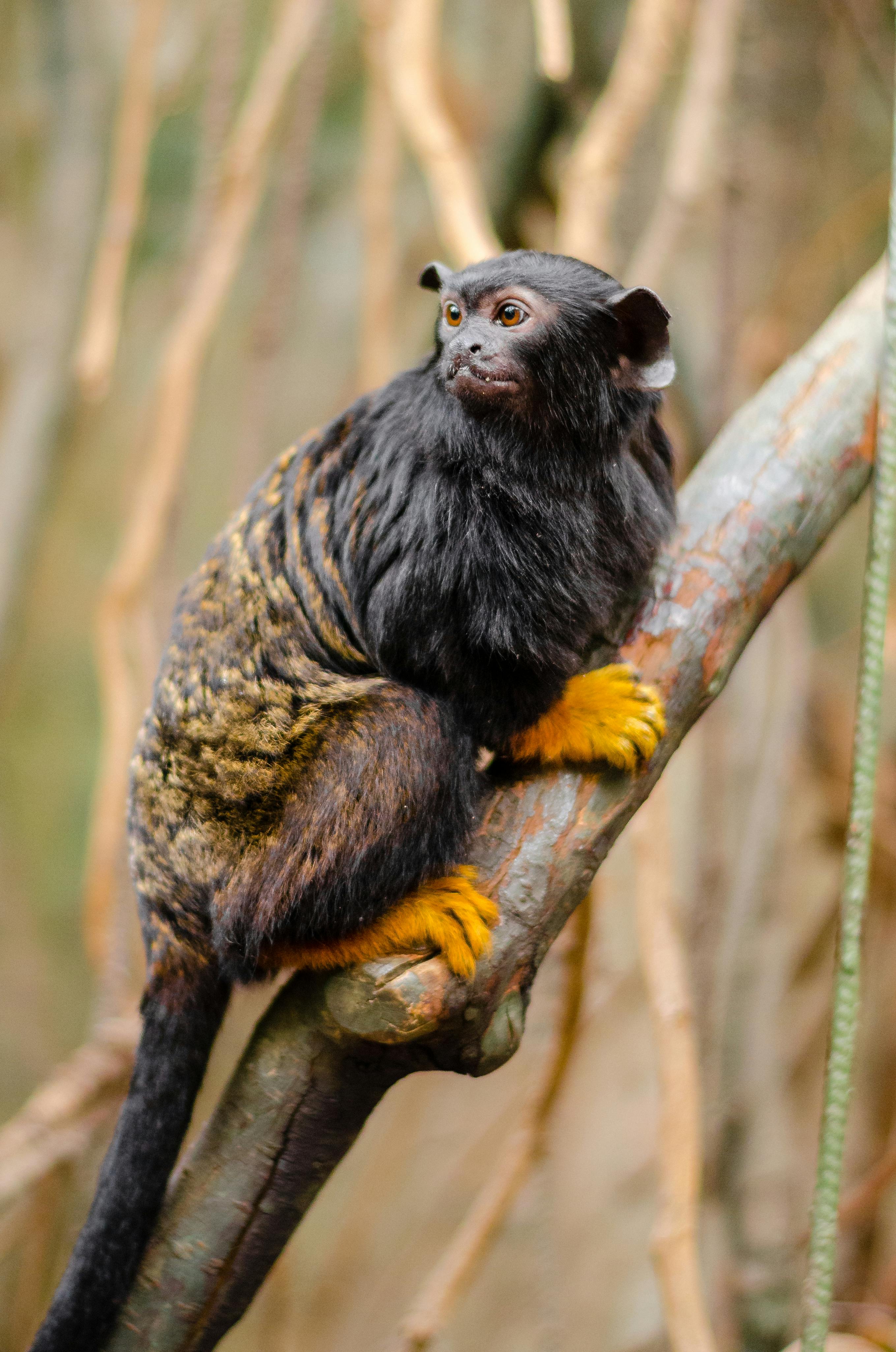 Focus Photo of Red-Handed Tamarin · Free Stock Photo
