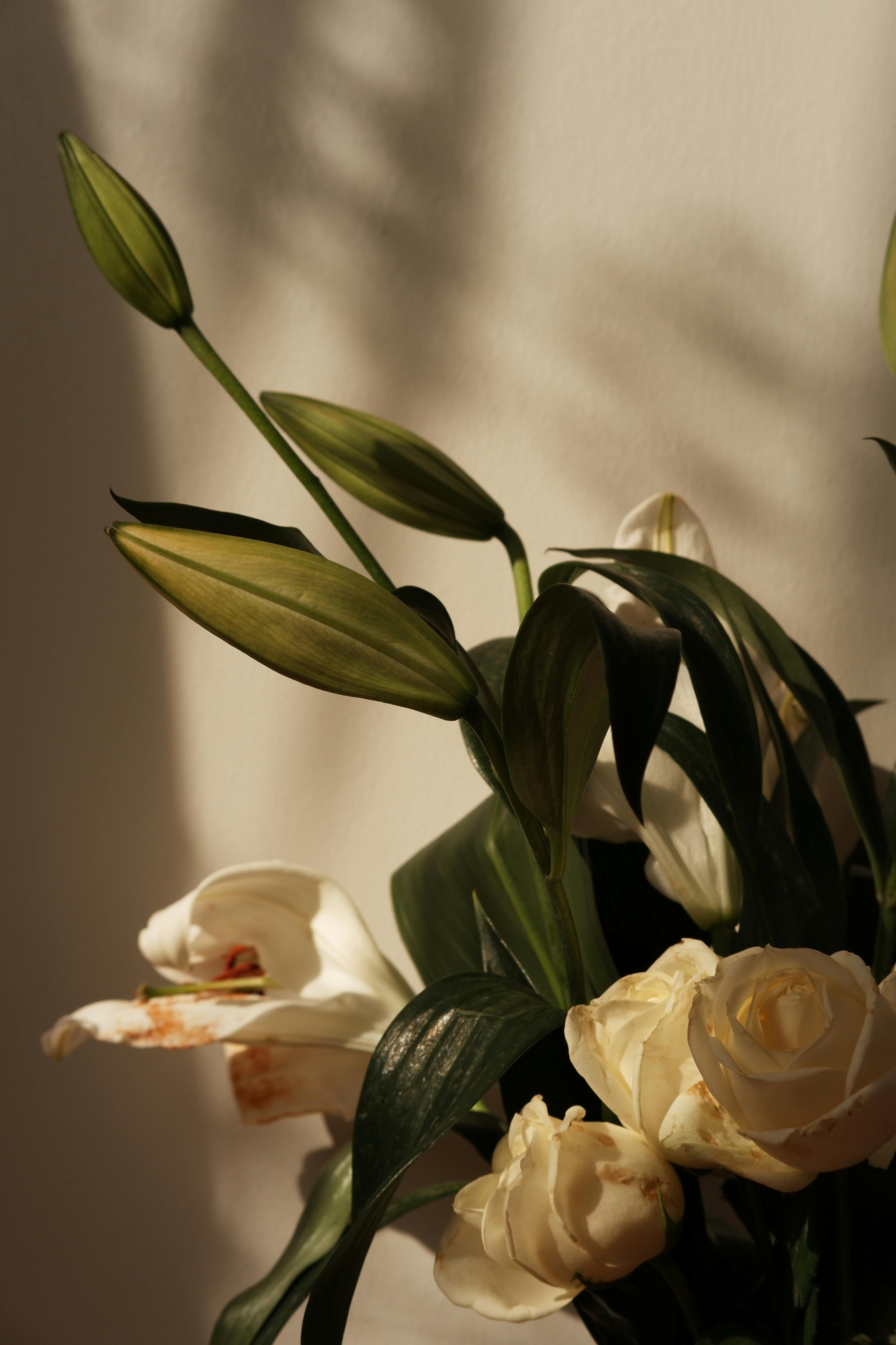 4k Flowers Photos, Download The BEST Free 4k Flowers Stock Photos & HD ...