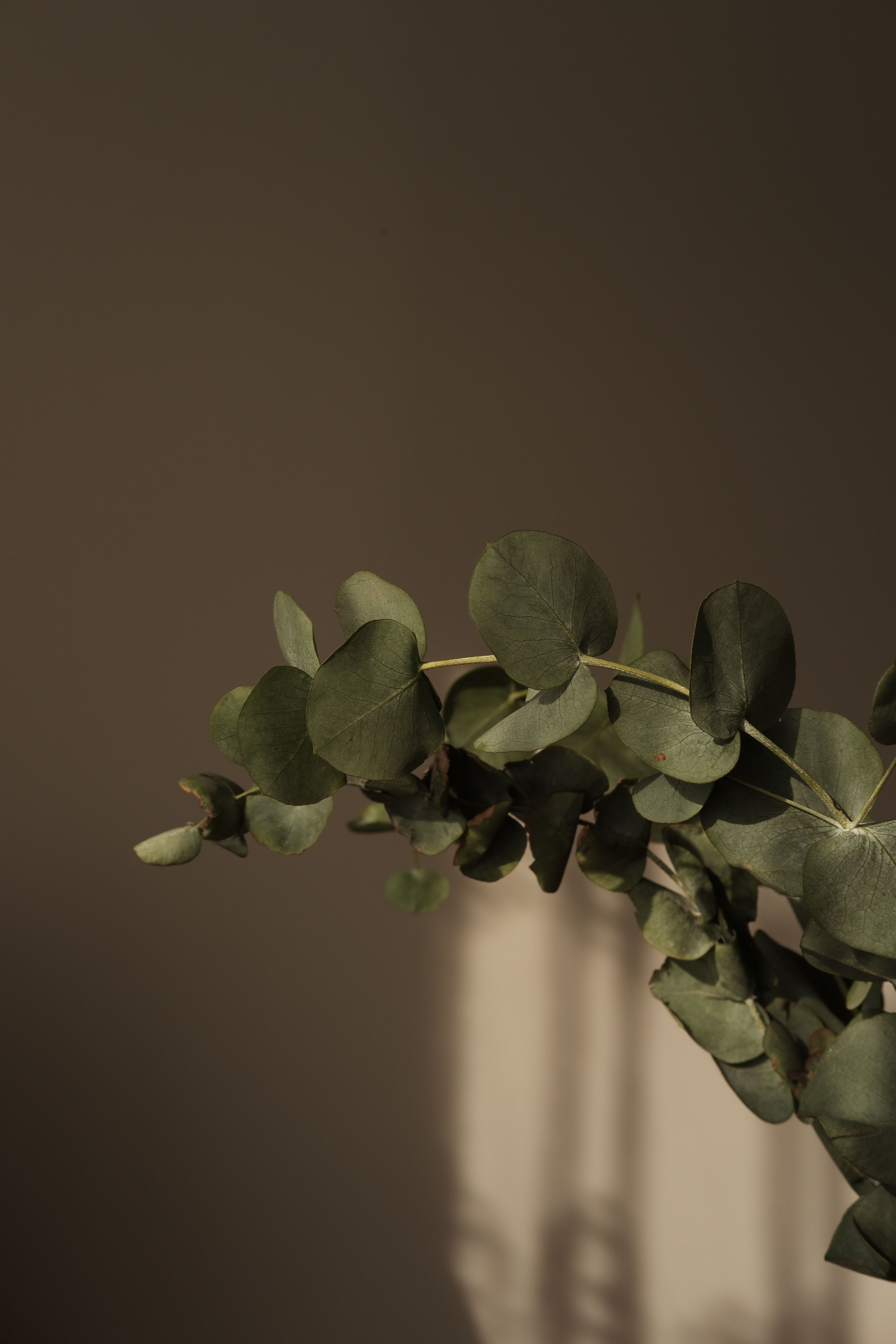 Eucalyptus Shadow Photos, Download The BEST Free Eucalyptus Shadow ...