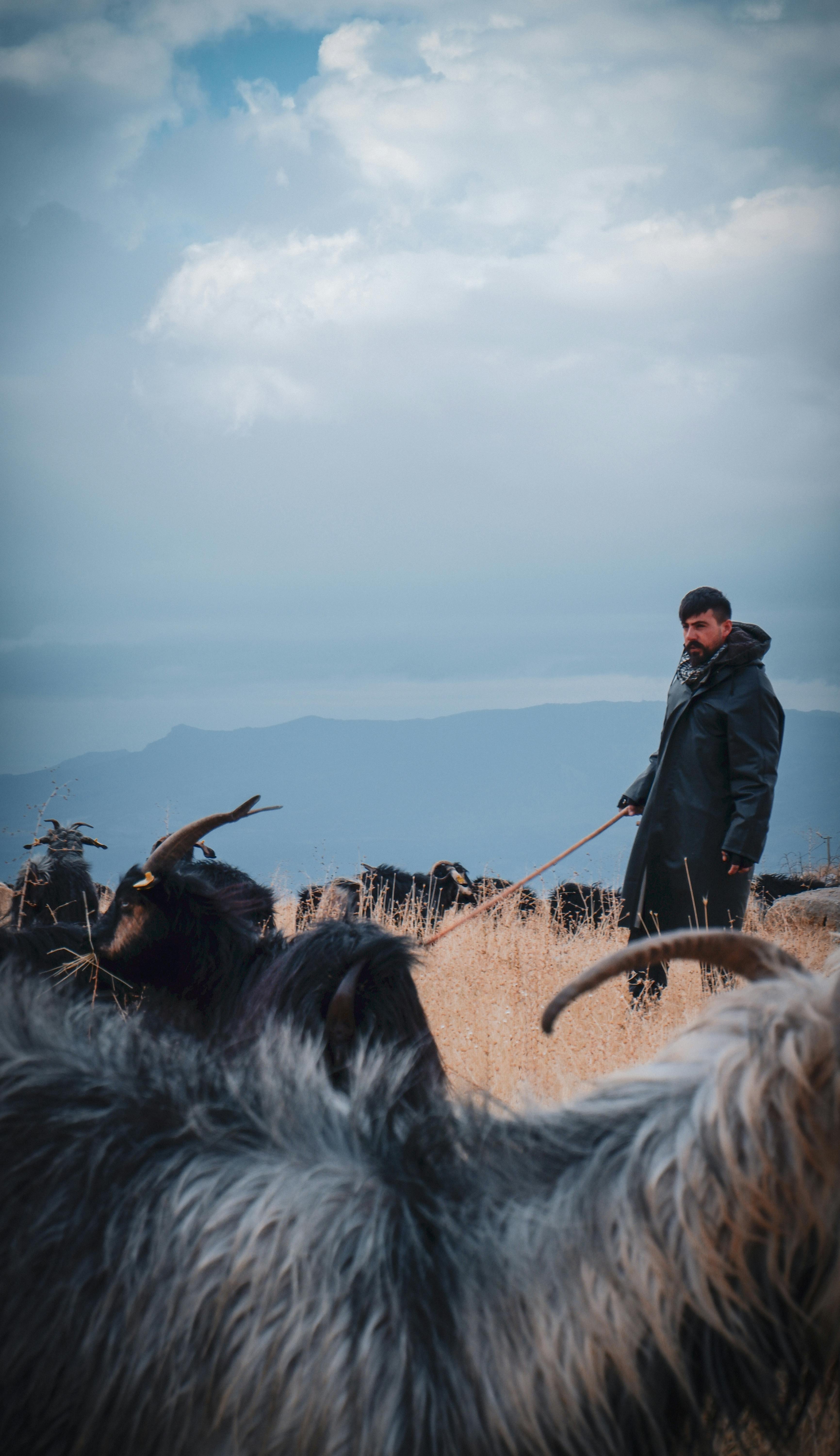 Man Standing on a Pasture among Goats · Free Stock Photo