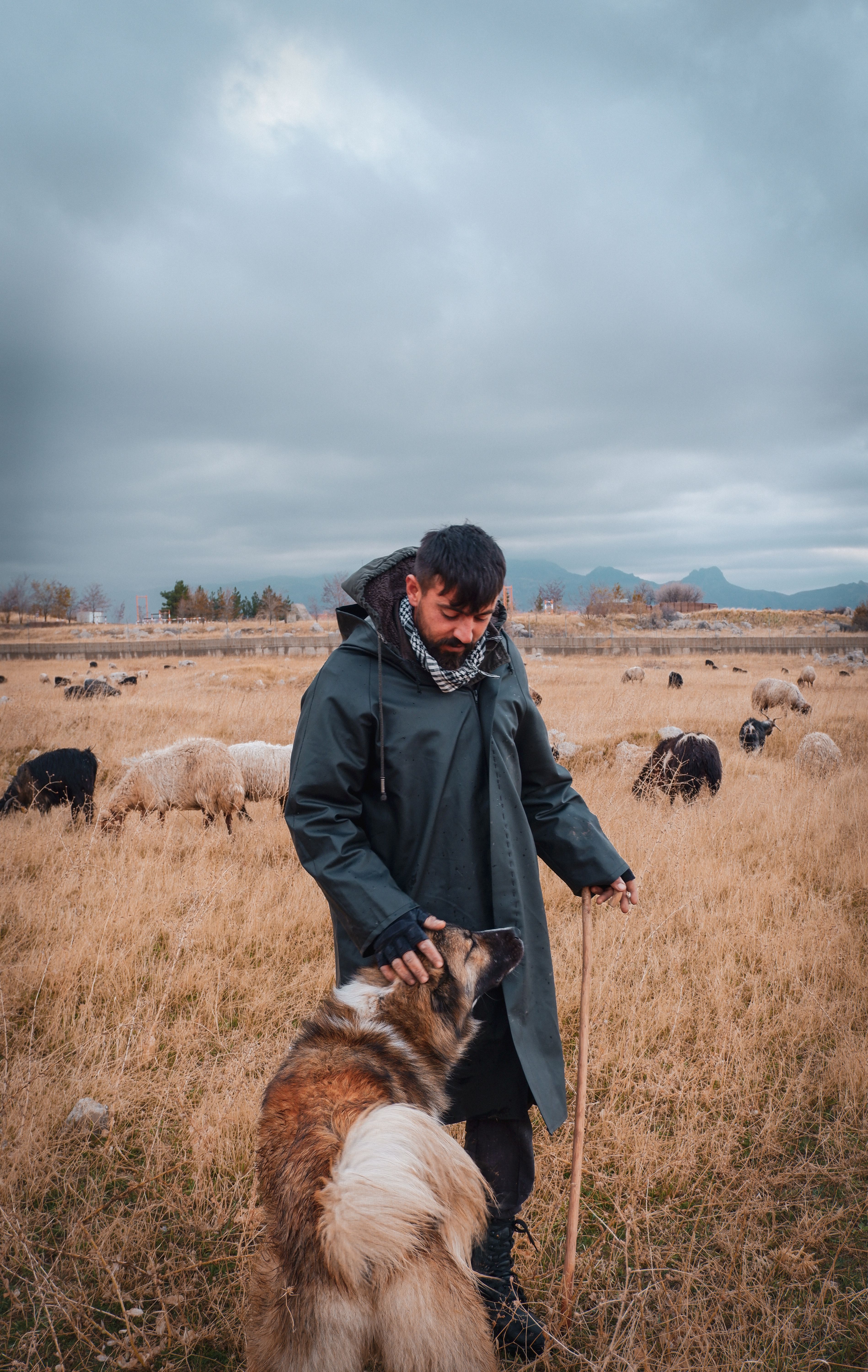 Shepherd Photos, Download The BEST Free Shepherd Stock Photos & HD Images