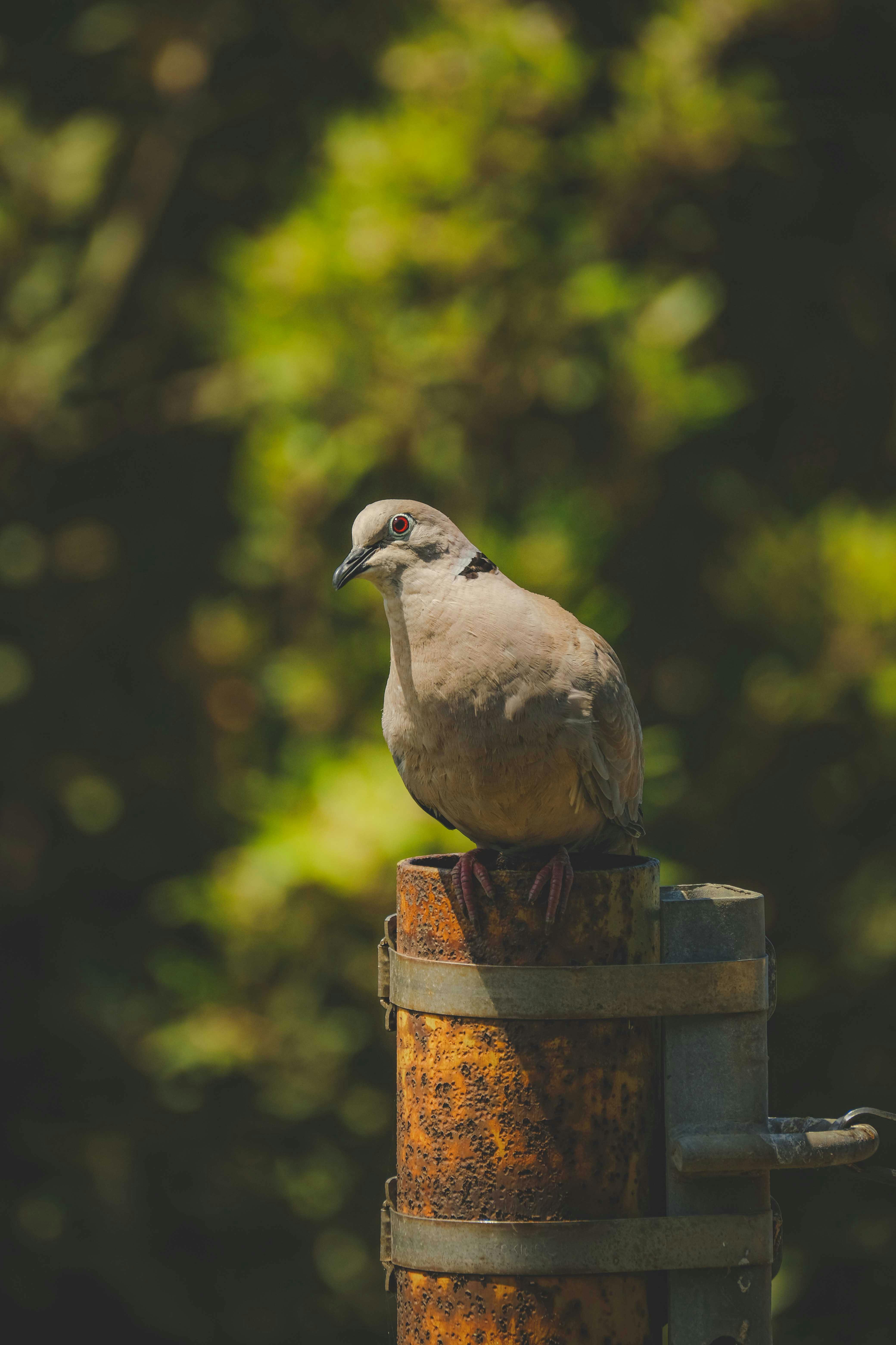 Pigeon Perched on a Rusty Pole · Free Stock Photo