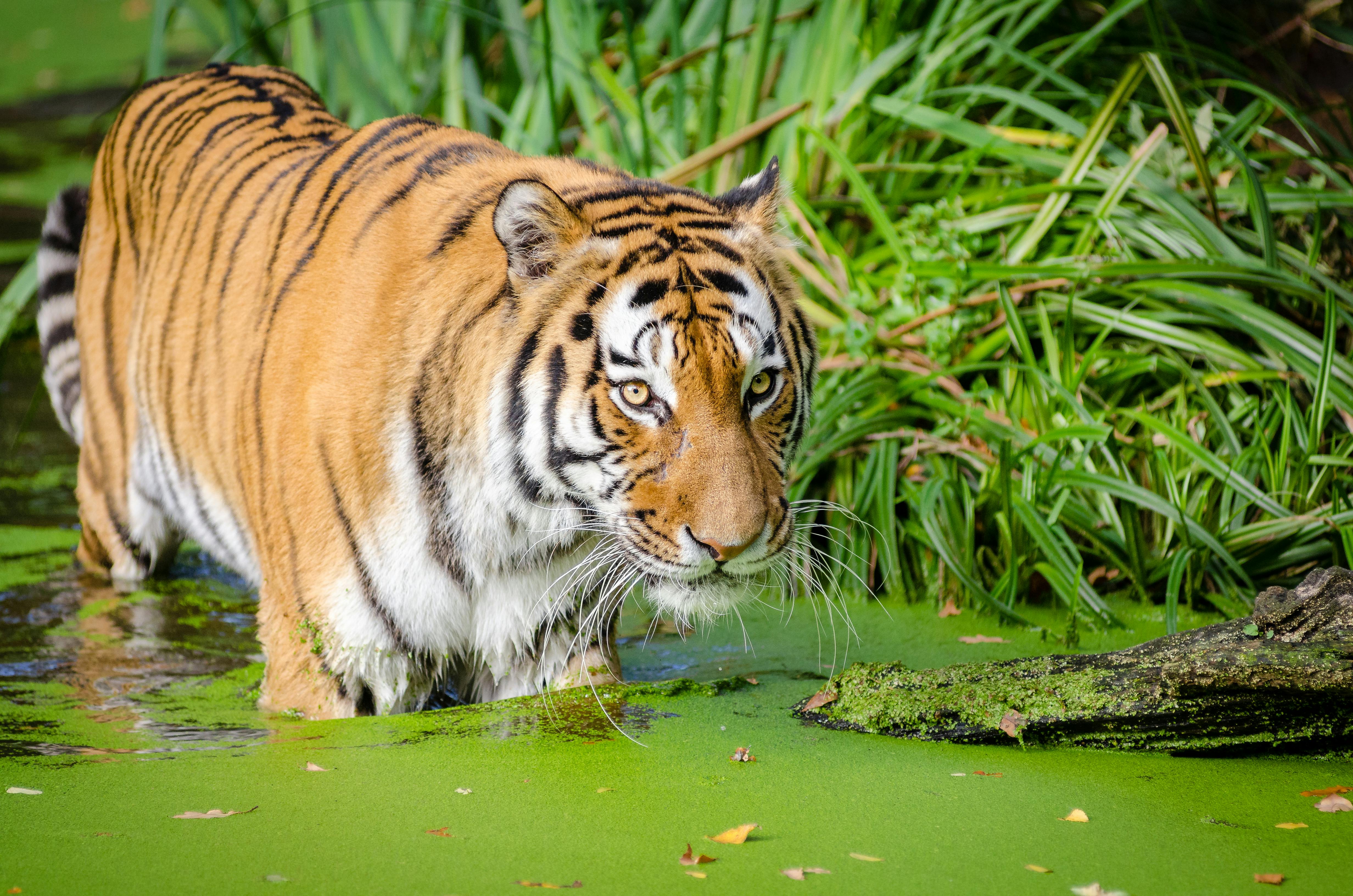 Tiger Through Green Leaves during Day · Free Stock Photo