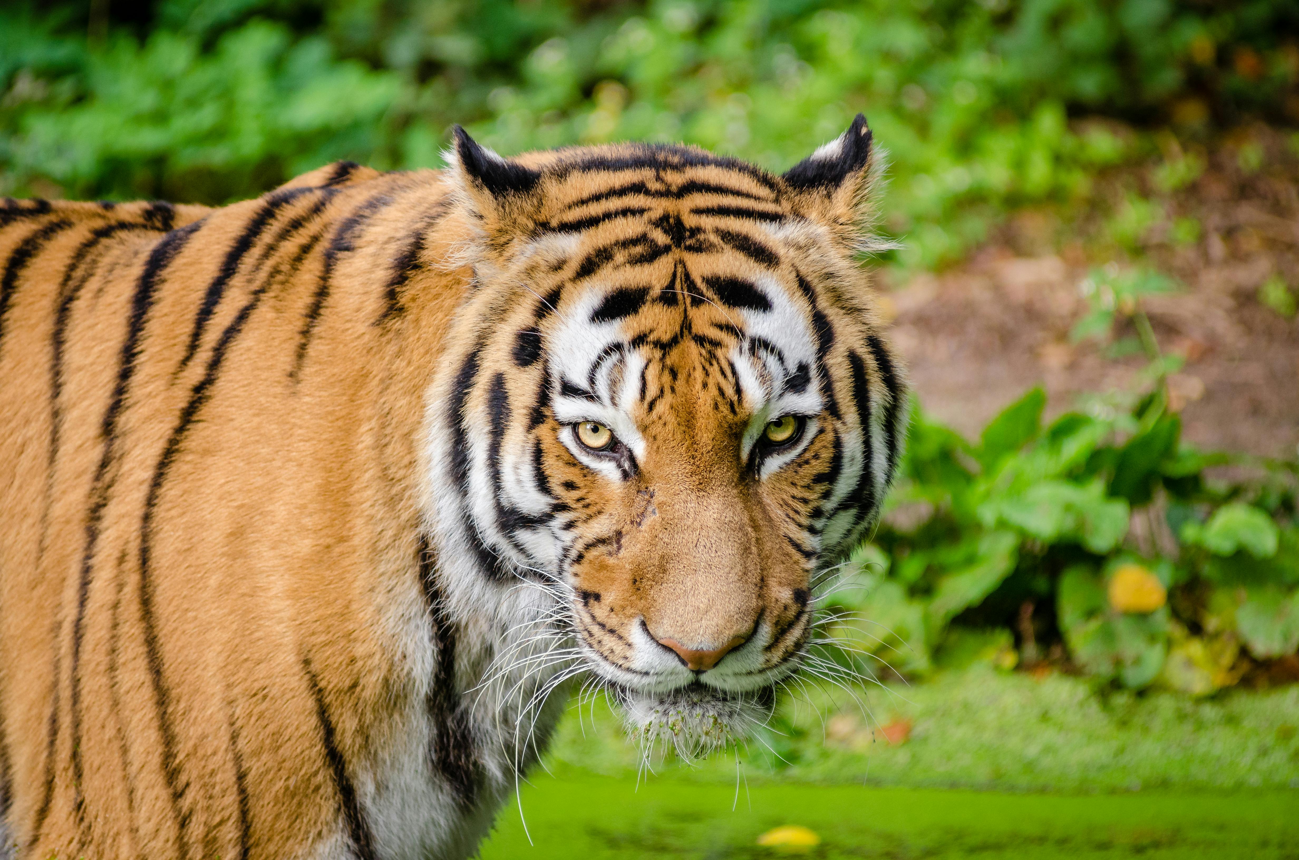 Bengal Tiger on Green Grass · Free Stock Photo