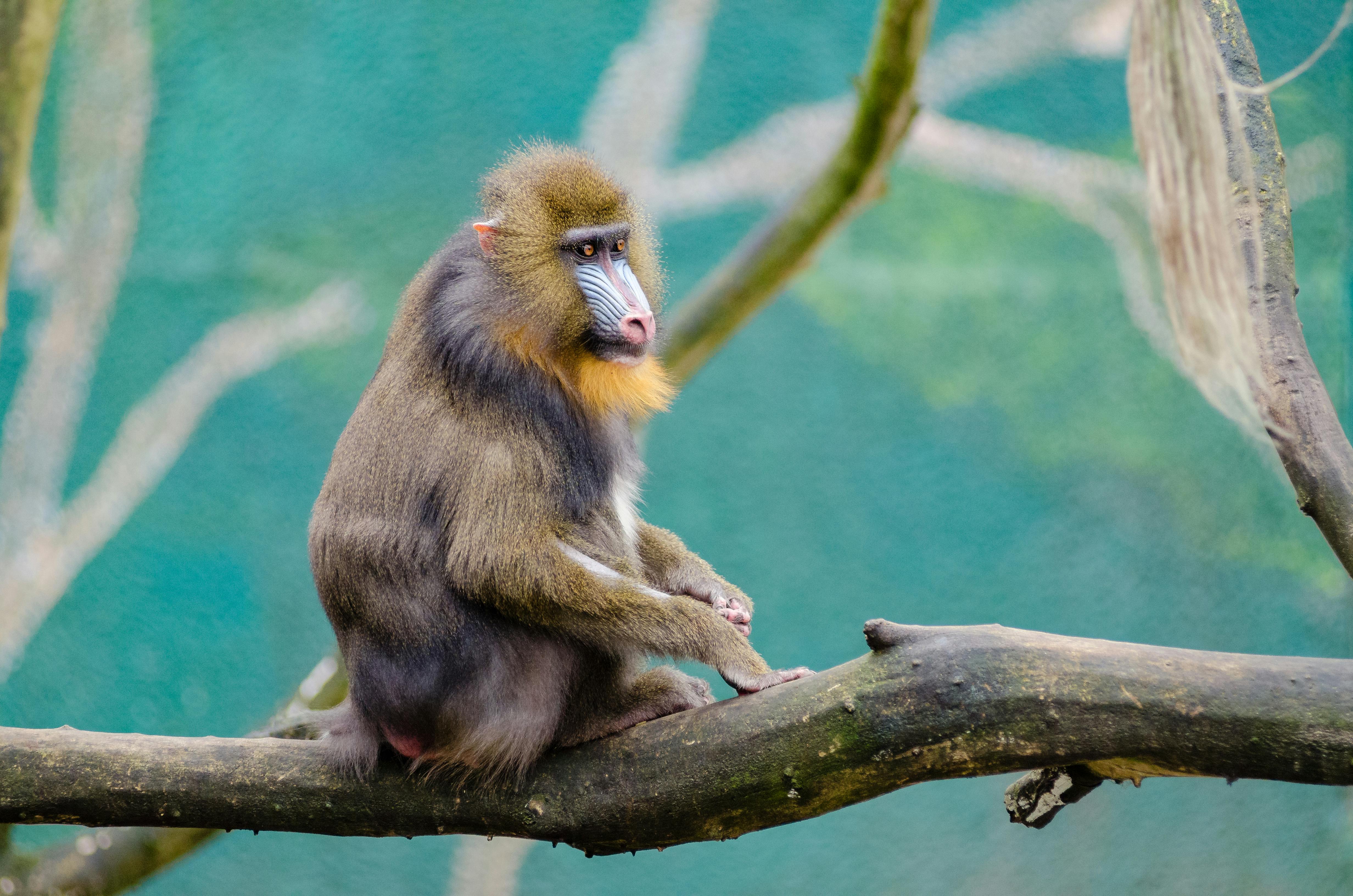 Brown Monkey on Green Grass during Daytime · Free Stock Photo