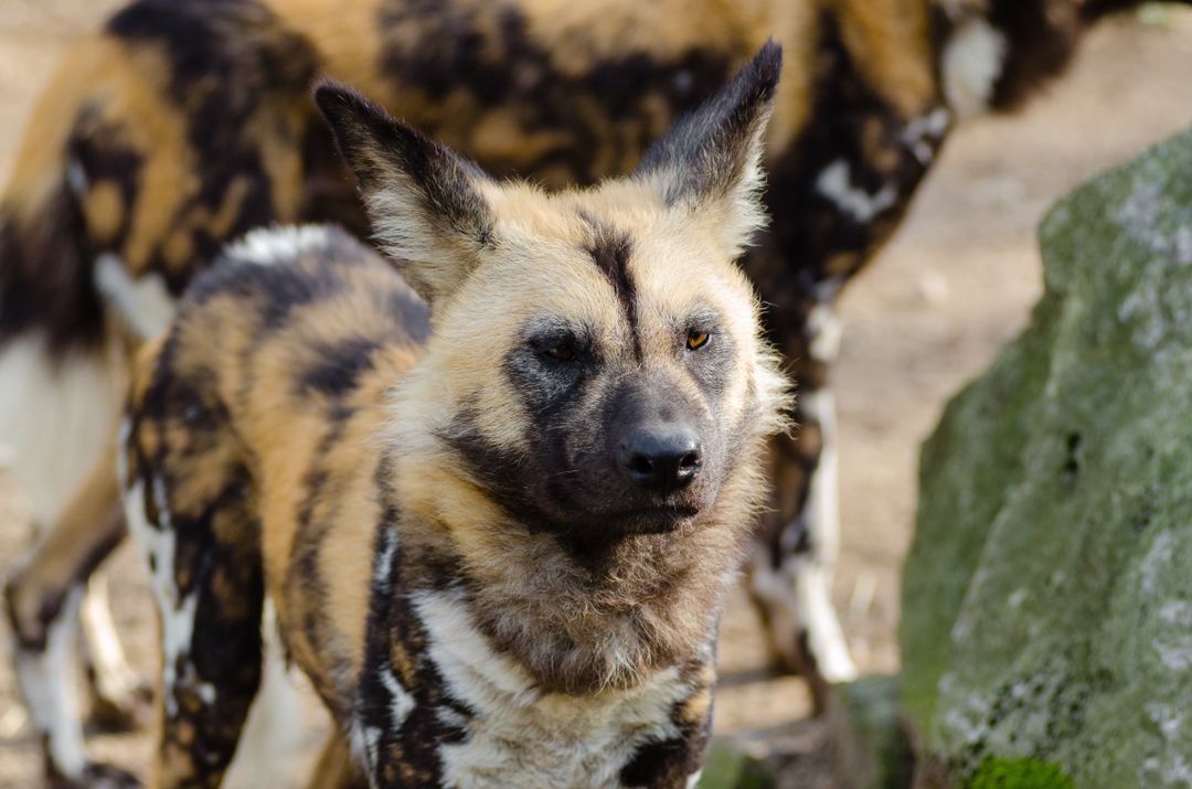 African Wild Dog Reproduction and Conservation Strategies