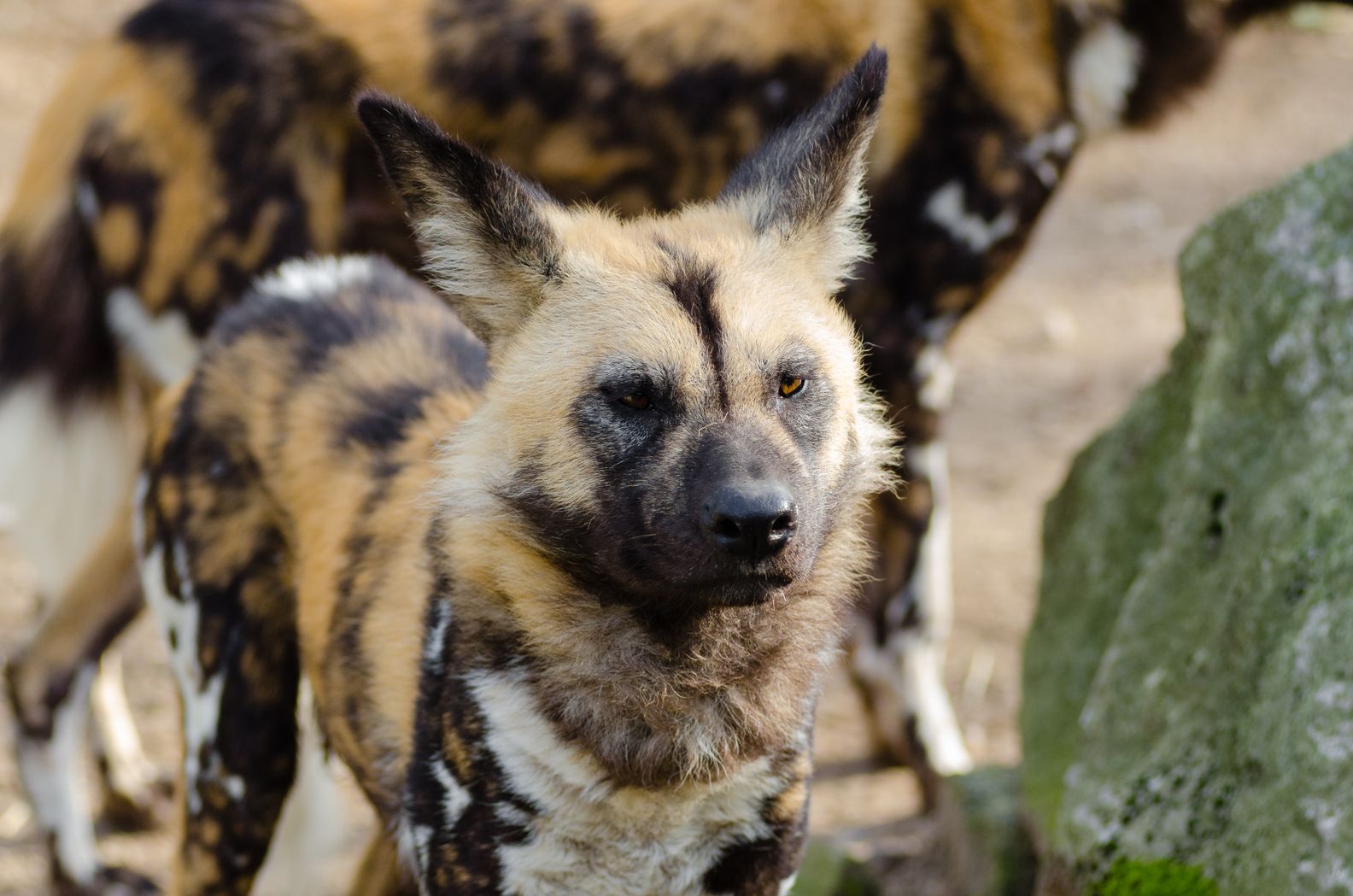 African Wild Dog Reproduction and Conservation Strategies