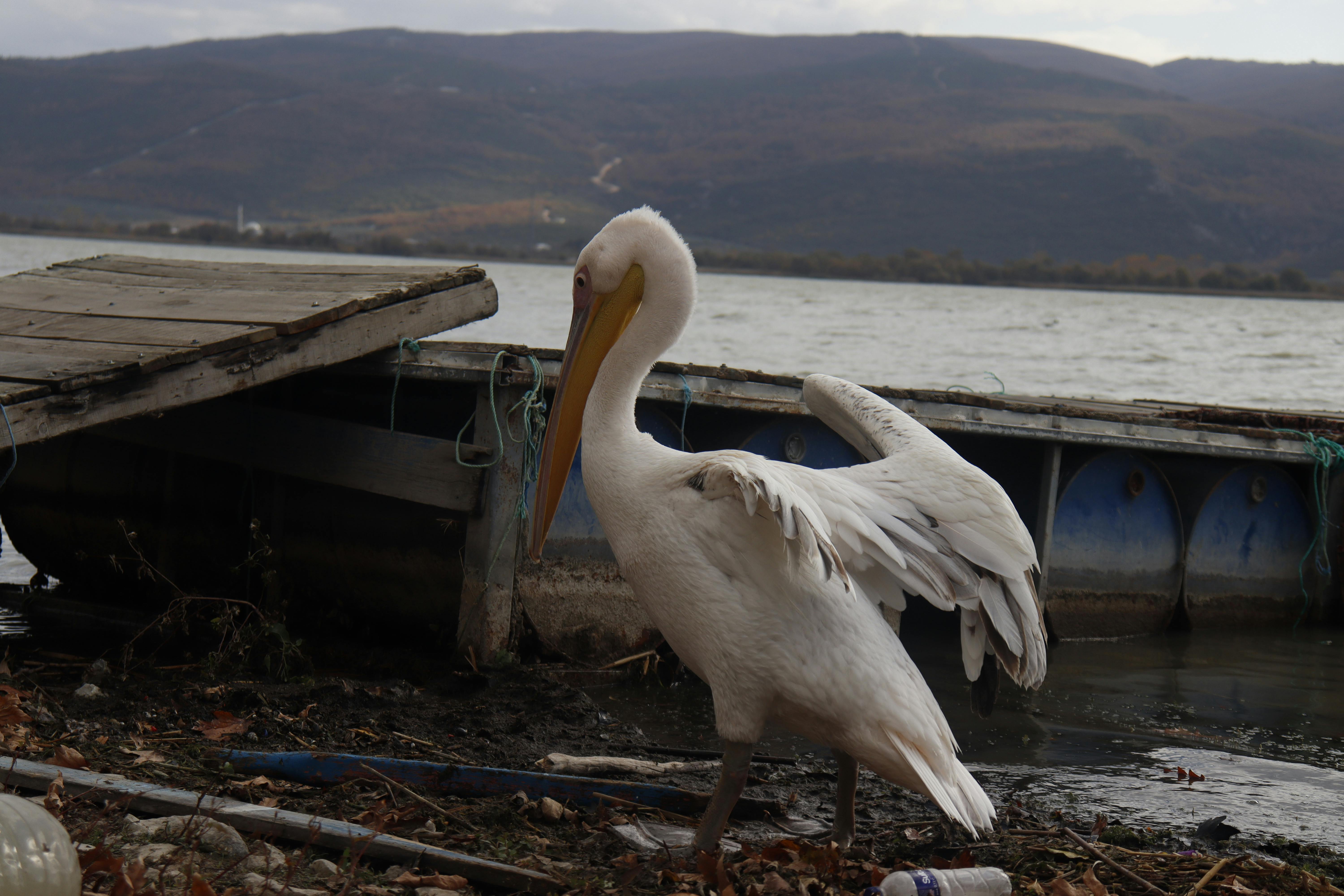 Trash Bird Photos, Download The BEST Free Trash Bird Stock Photos & HD ...