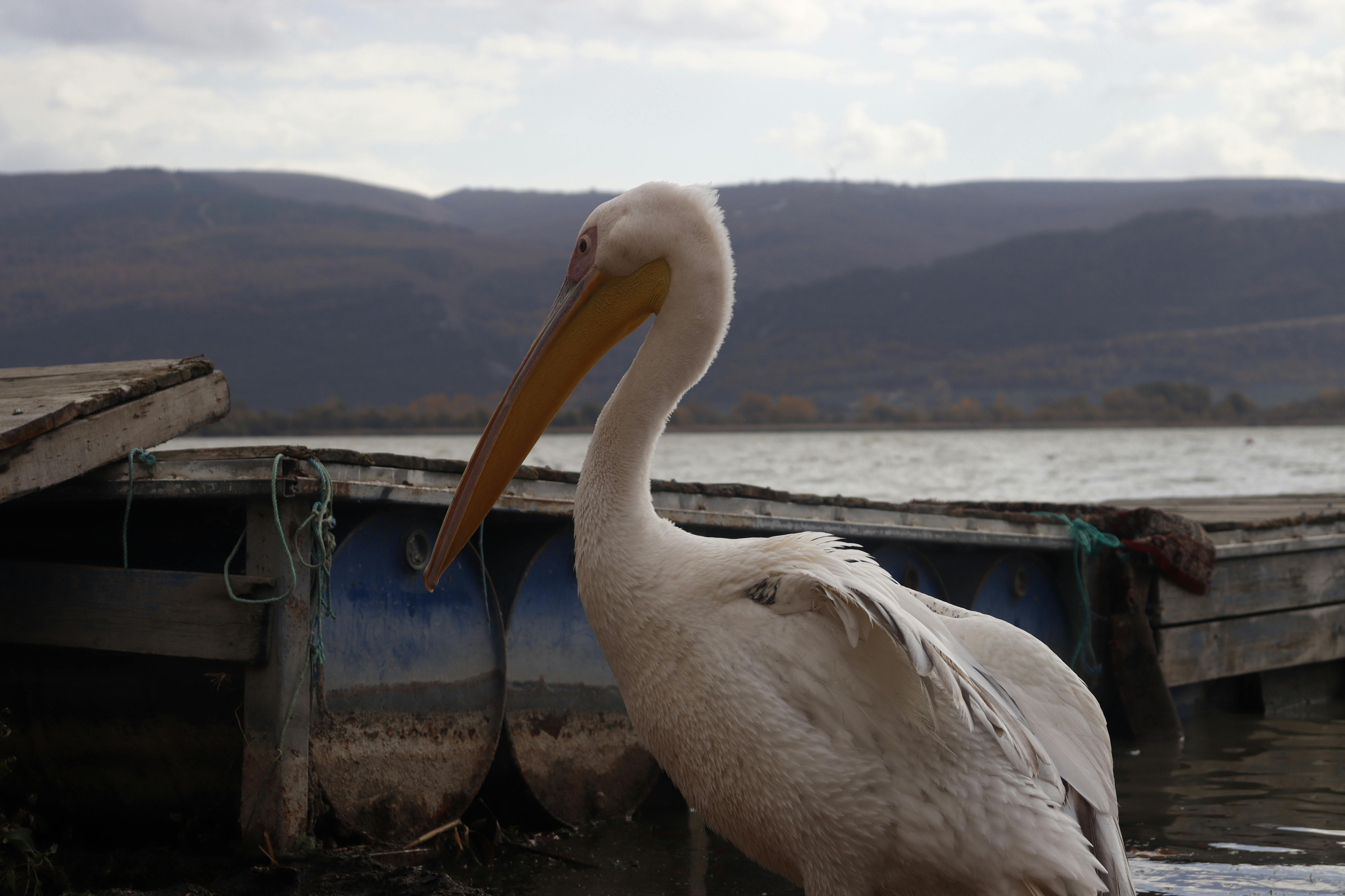 Delta Bhc Photos, Download Free Delta Bhc Stock Photos & HD Images