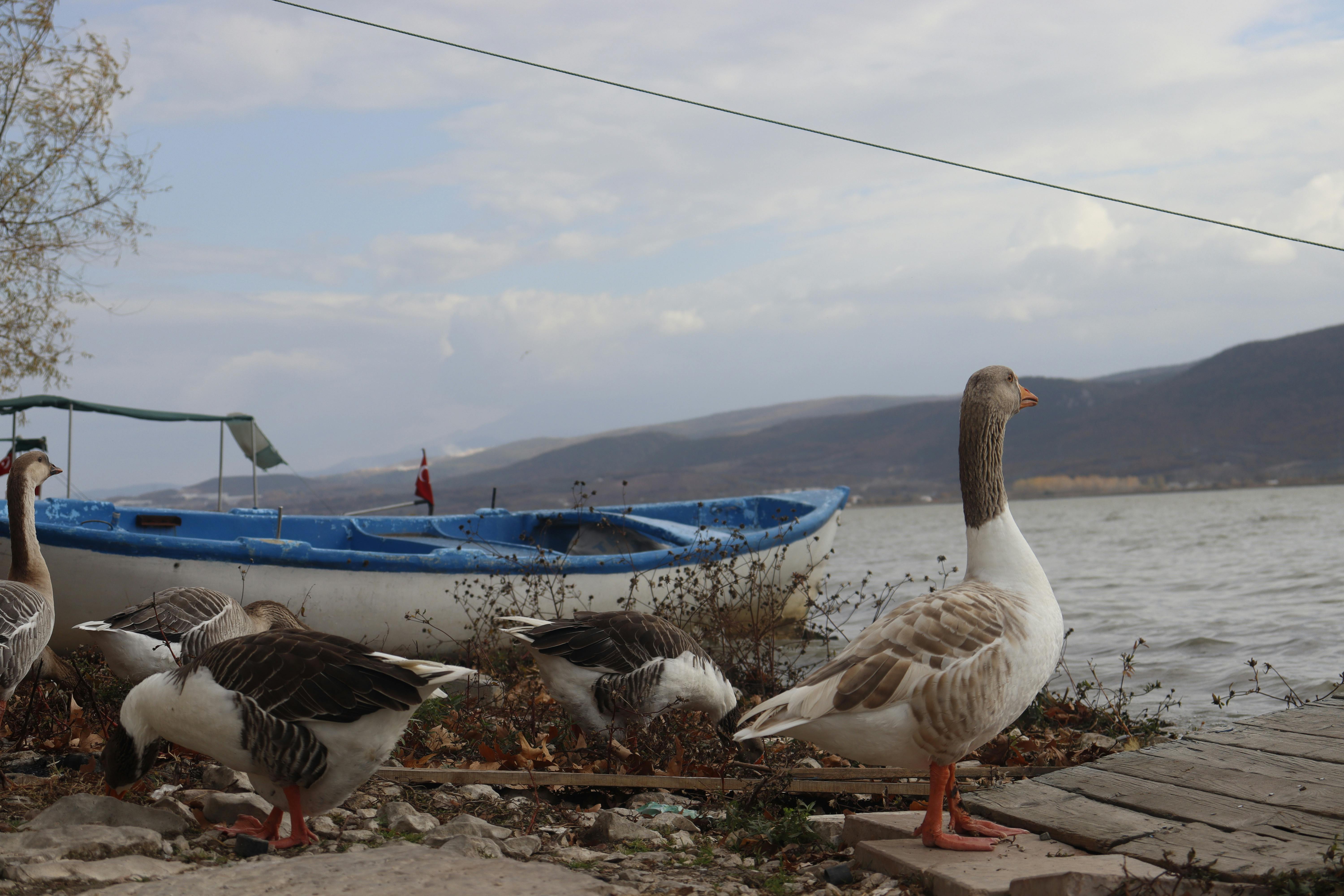 Geese near Boat on Shore · Free Stock Photo