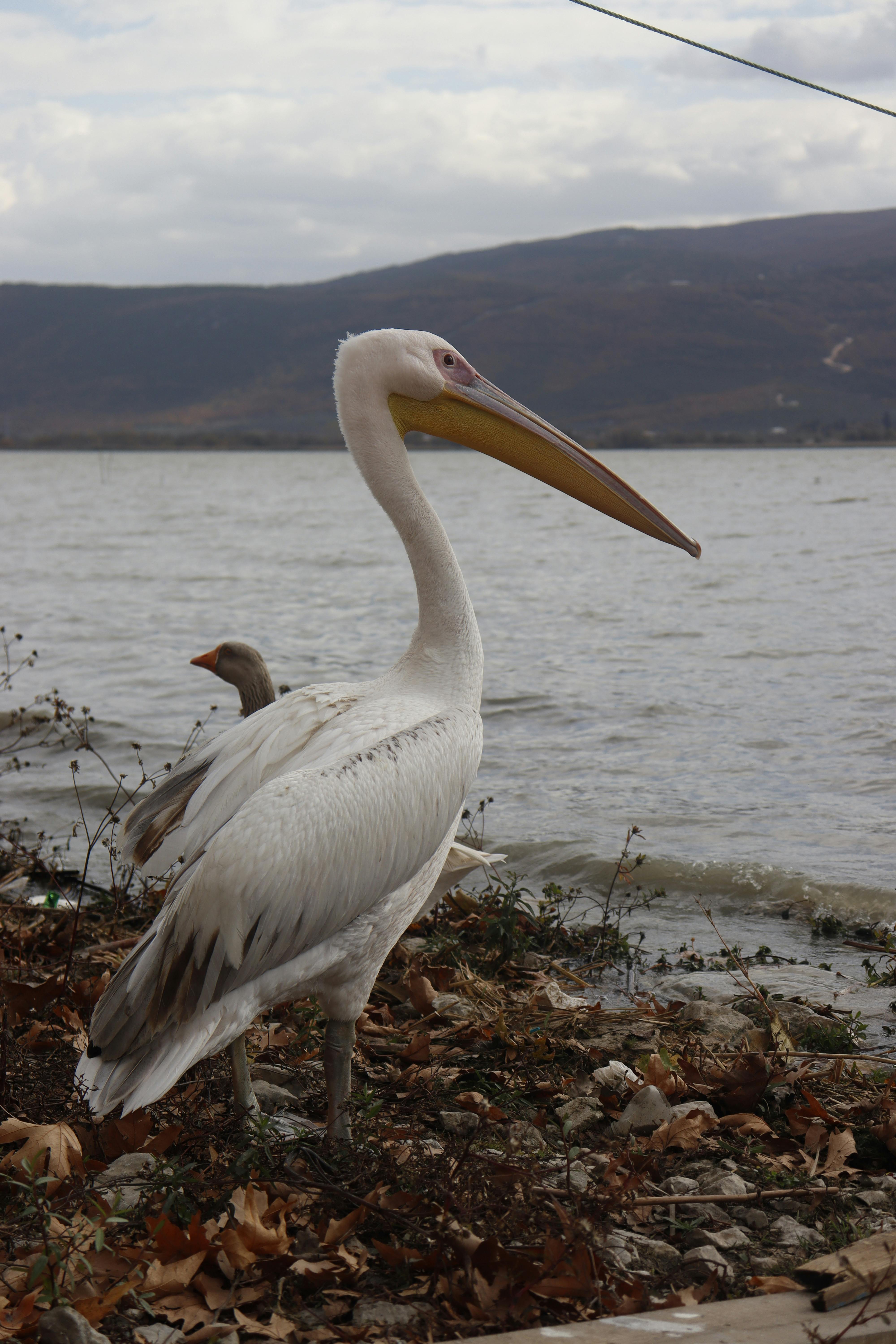 Great White Pelican near the Sea · Free Stock Photo