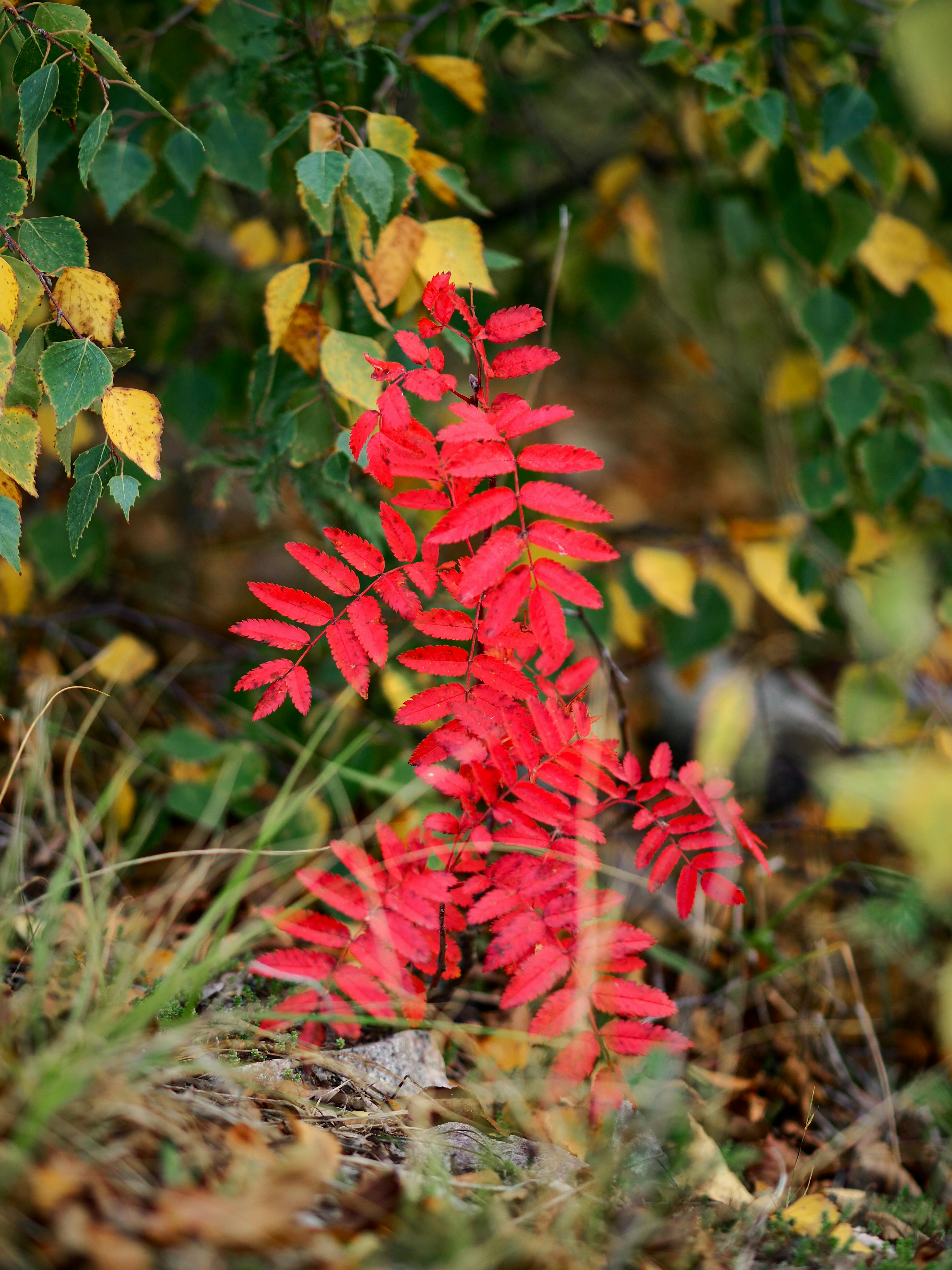 Red Leaves on Ground · Free Stock Photo