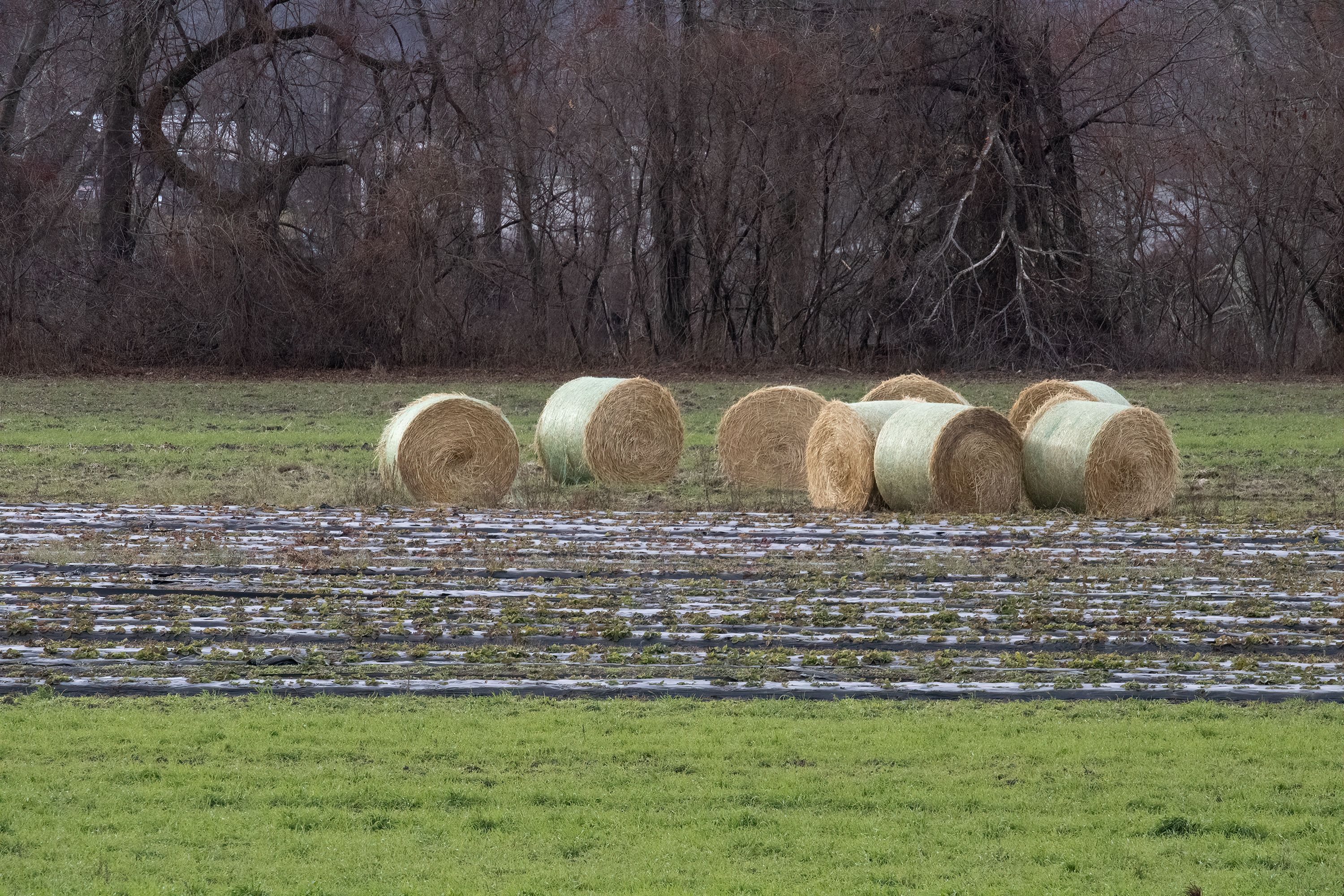 Grass Bales Photos, Download The BEST Free Grass Bales Stock Photos ...