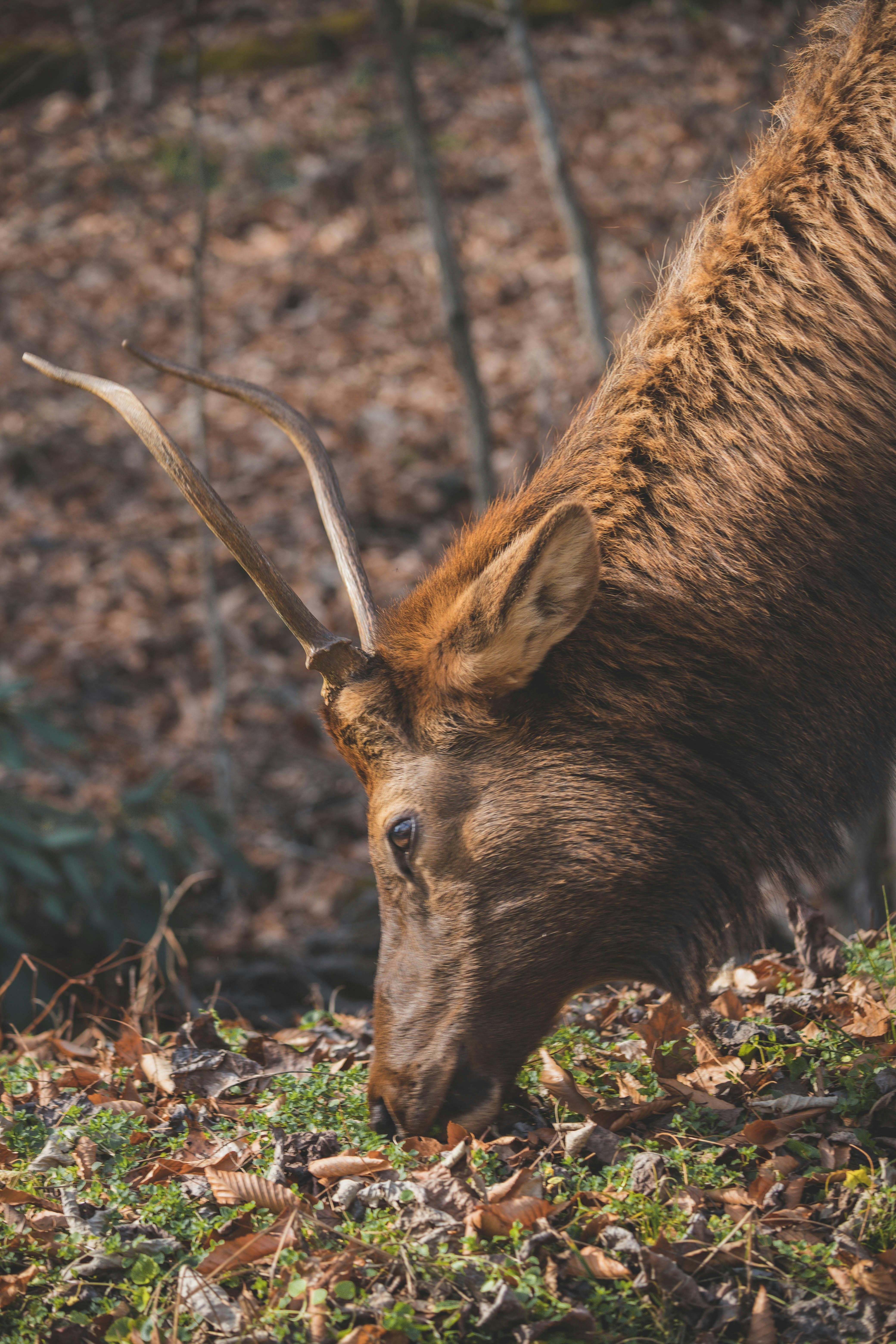 Buck in Nature · Free Stock Photo