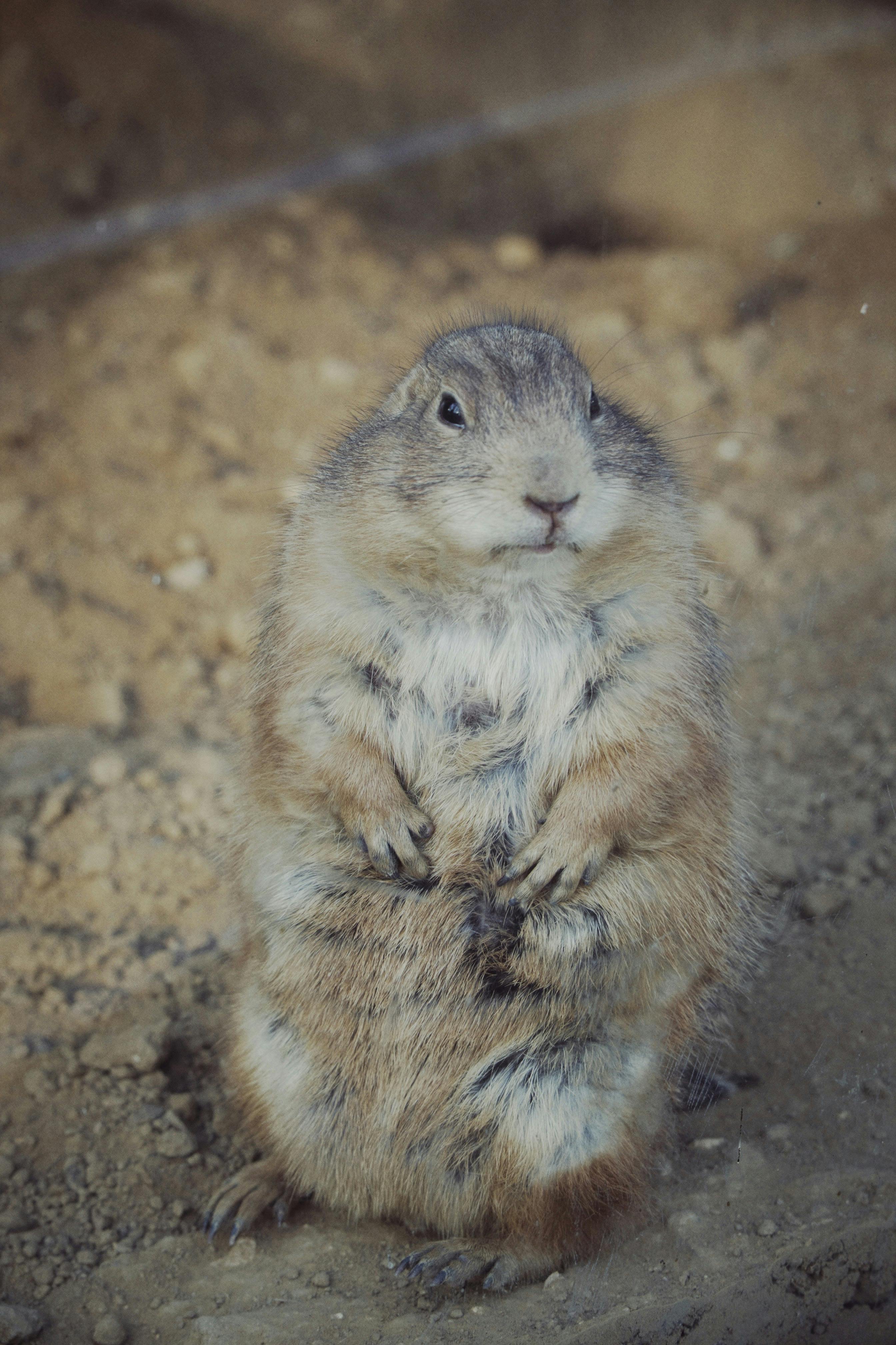 Wild Rabbit Sitting on the Ground · Free Stock Photo