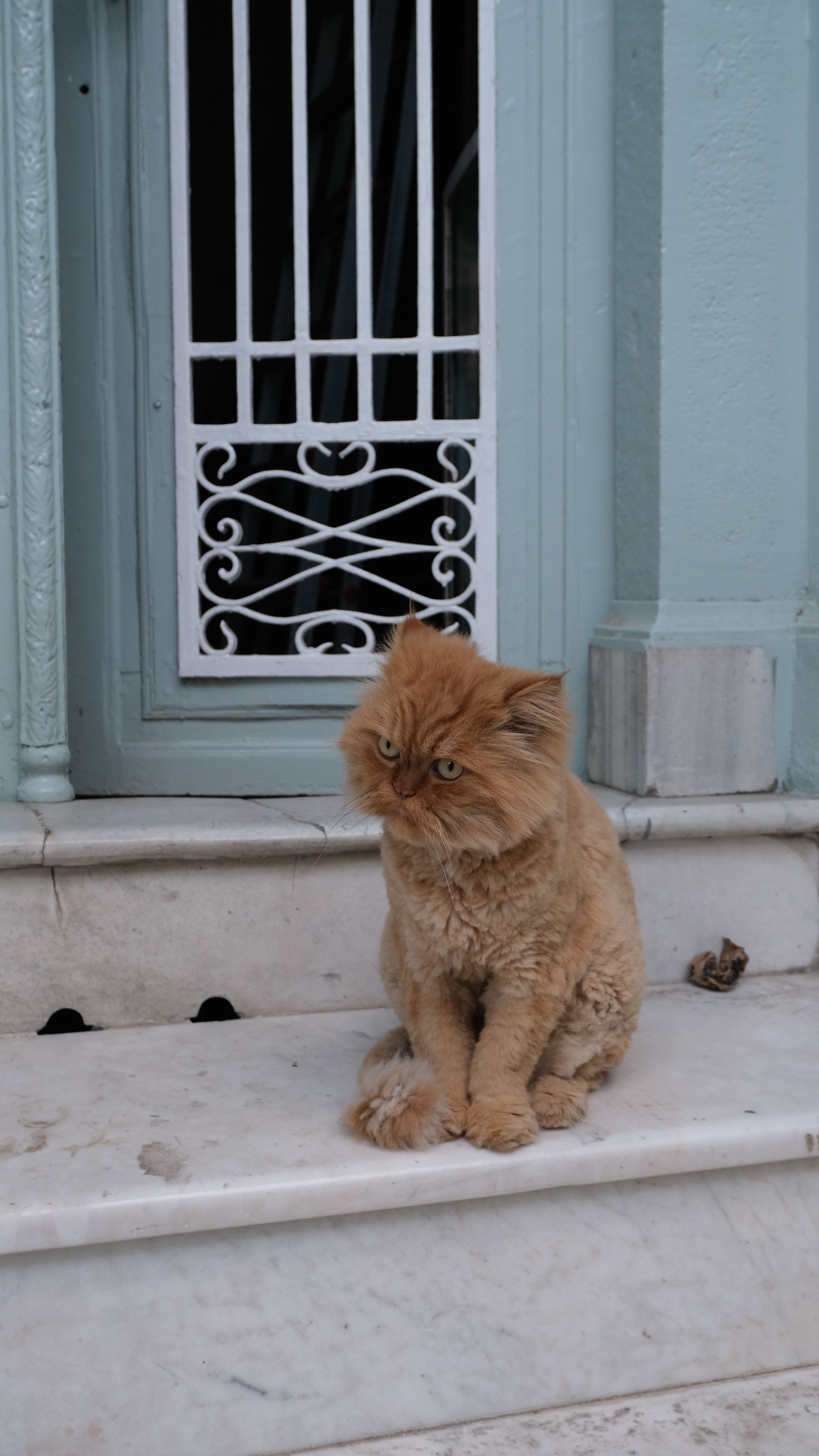 Orange Kitten Sitting on Steps · Free Stock Photo
