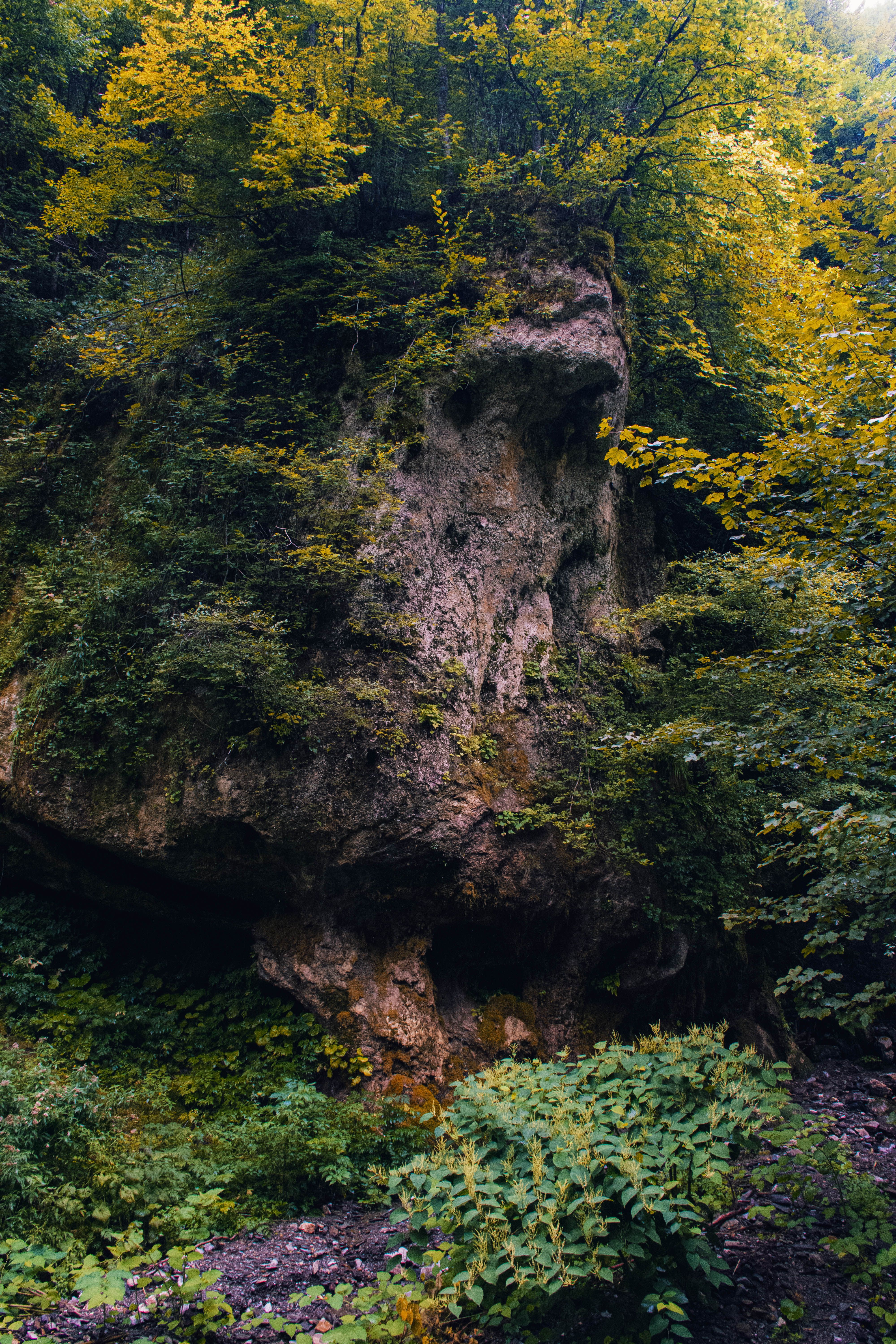 Trees Growing on Cliff in Wild Forest · Free Stock Photo