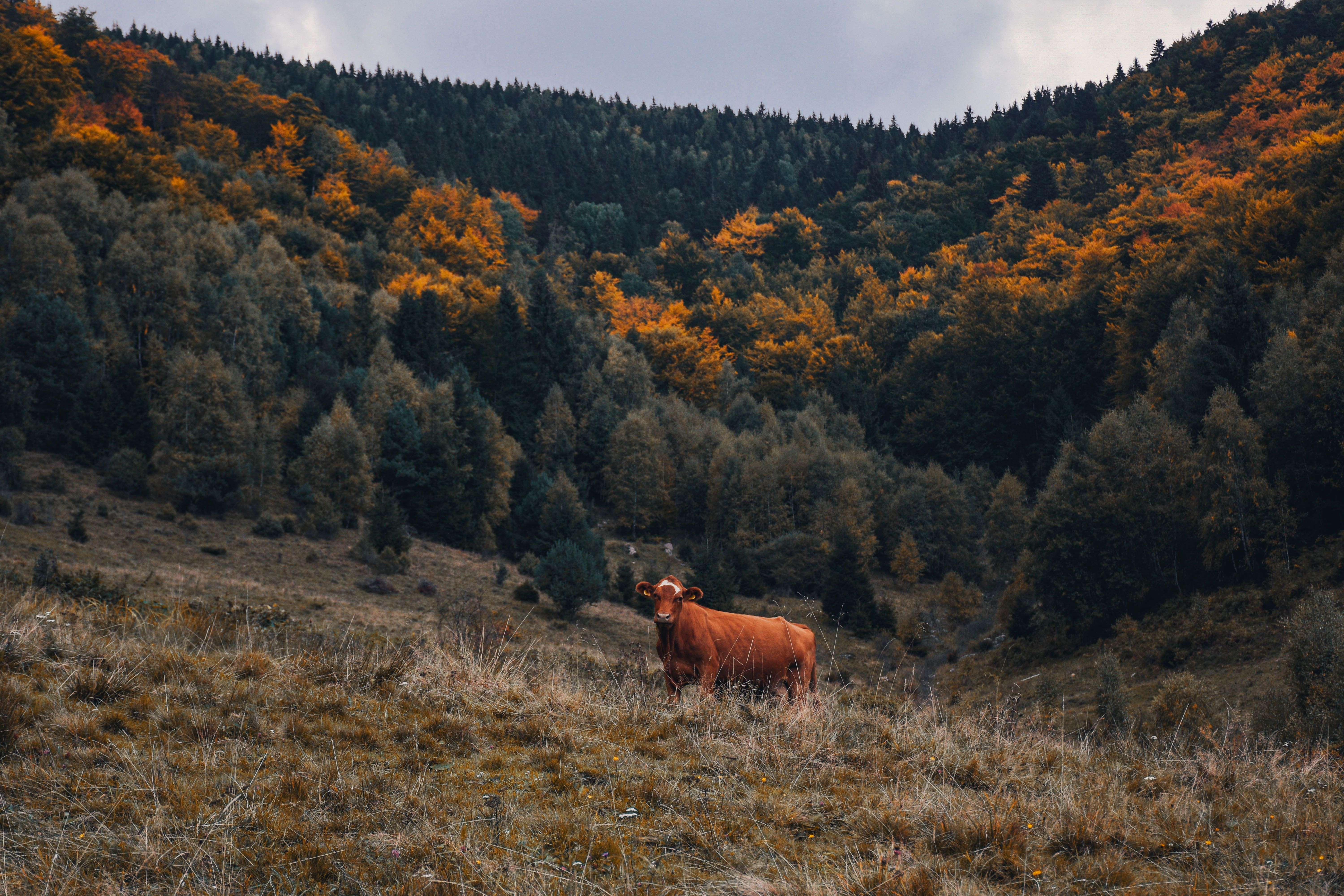 Brown Cow on Grassland · Free Stock Photo
