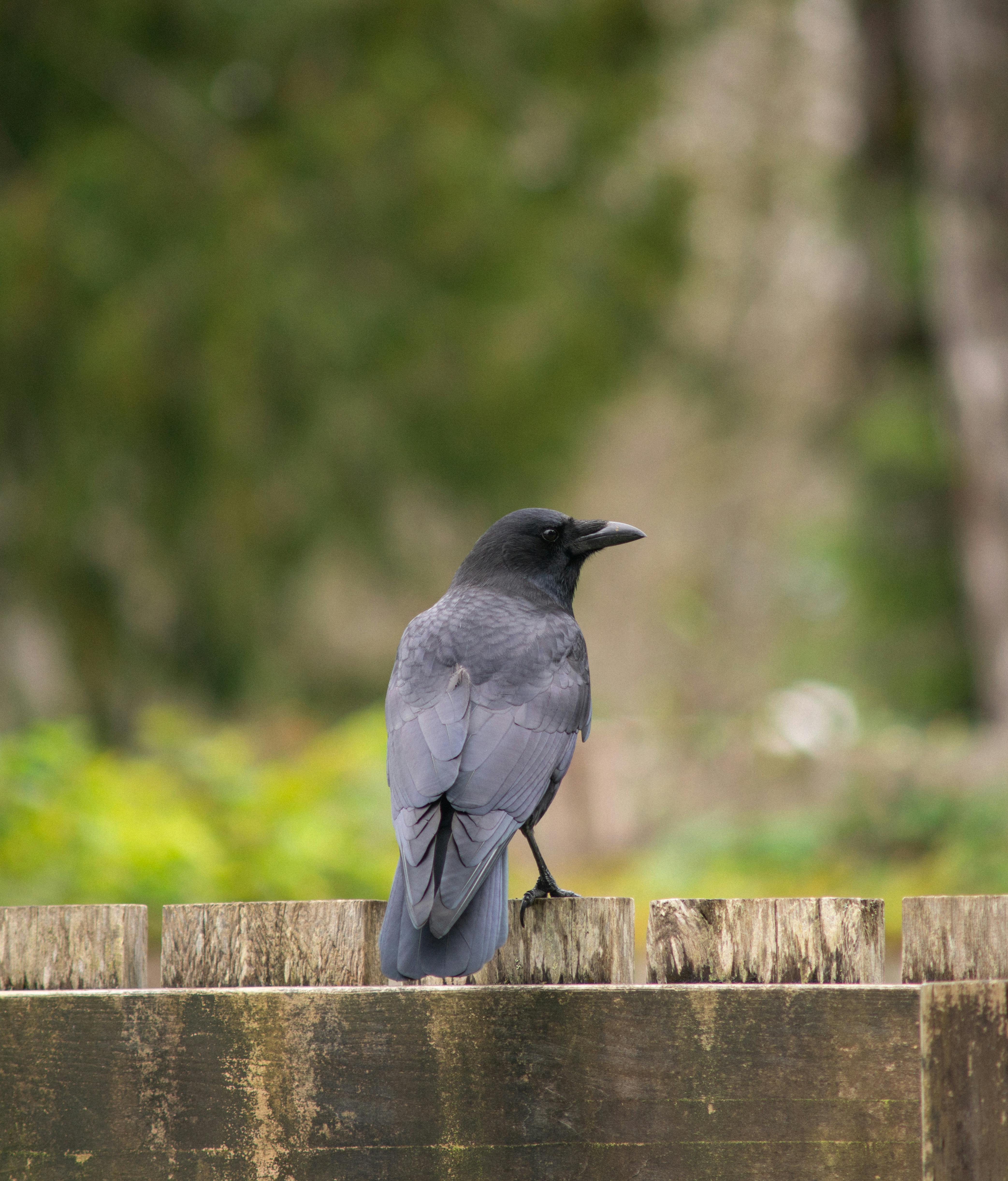 Crows Looking Photos, Download The BEST Free Crows Looking Stock Photos ...