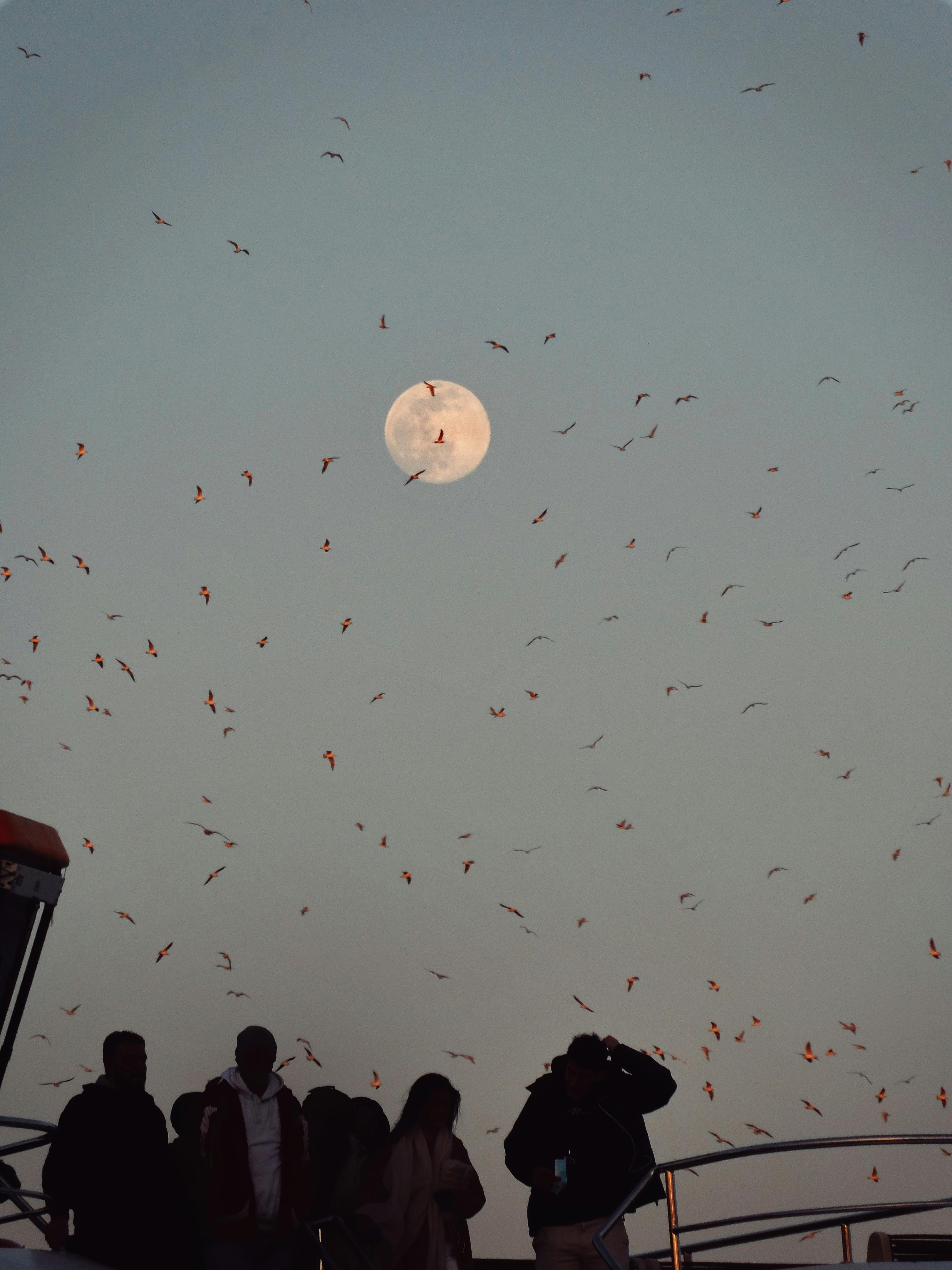 Birds Flying over People · Free Stock Photo