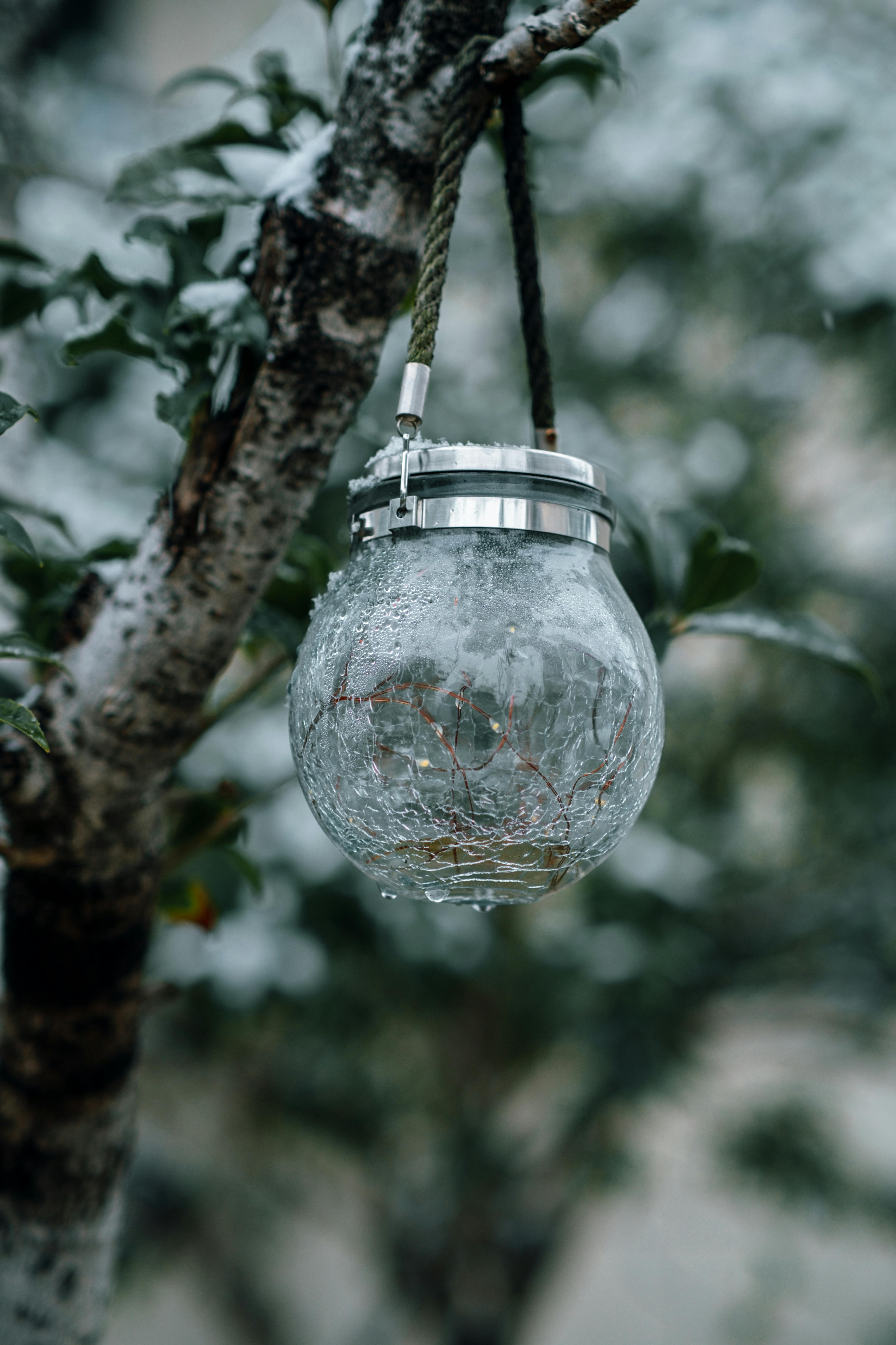 Lights Hanging Off Tree Photos, Download The BEST Free Lights Hanging ...
