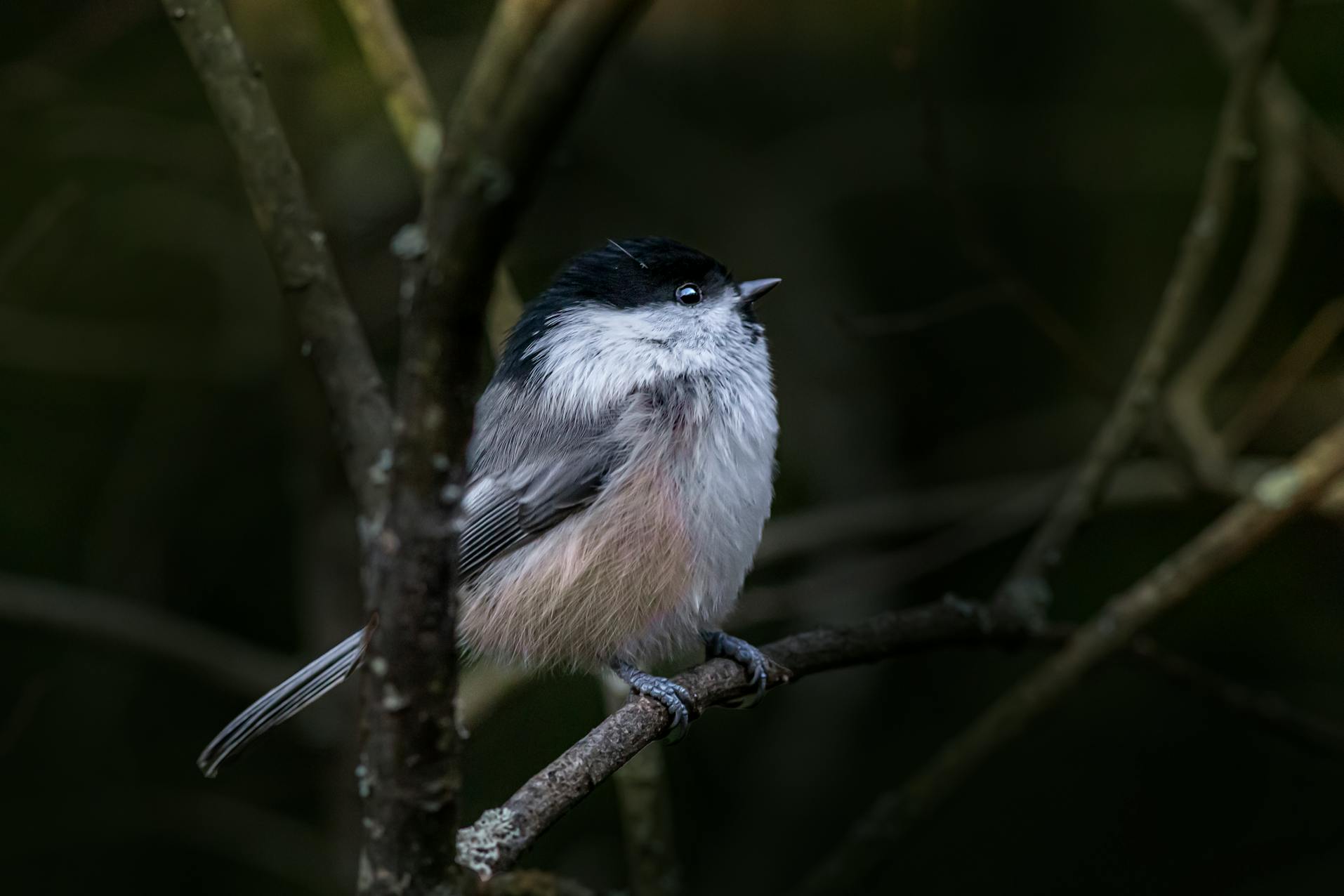 Black-Capped Chickadee Call Recognition: A Comparative Study