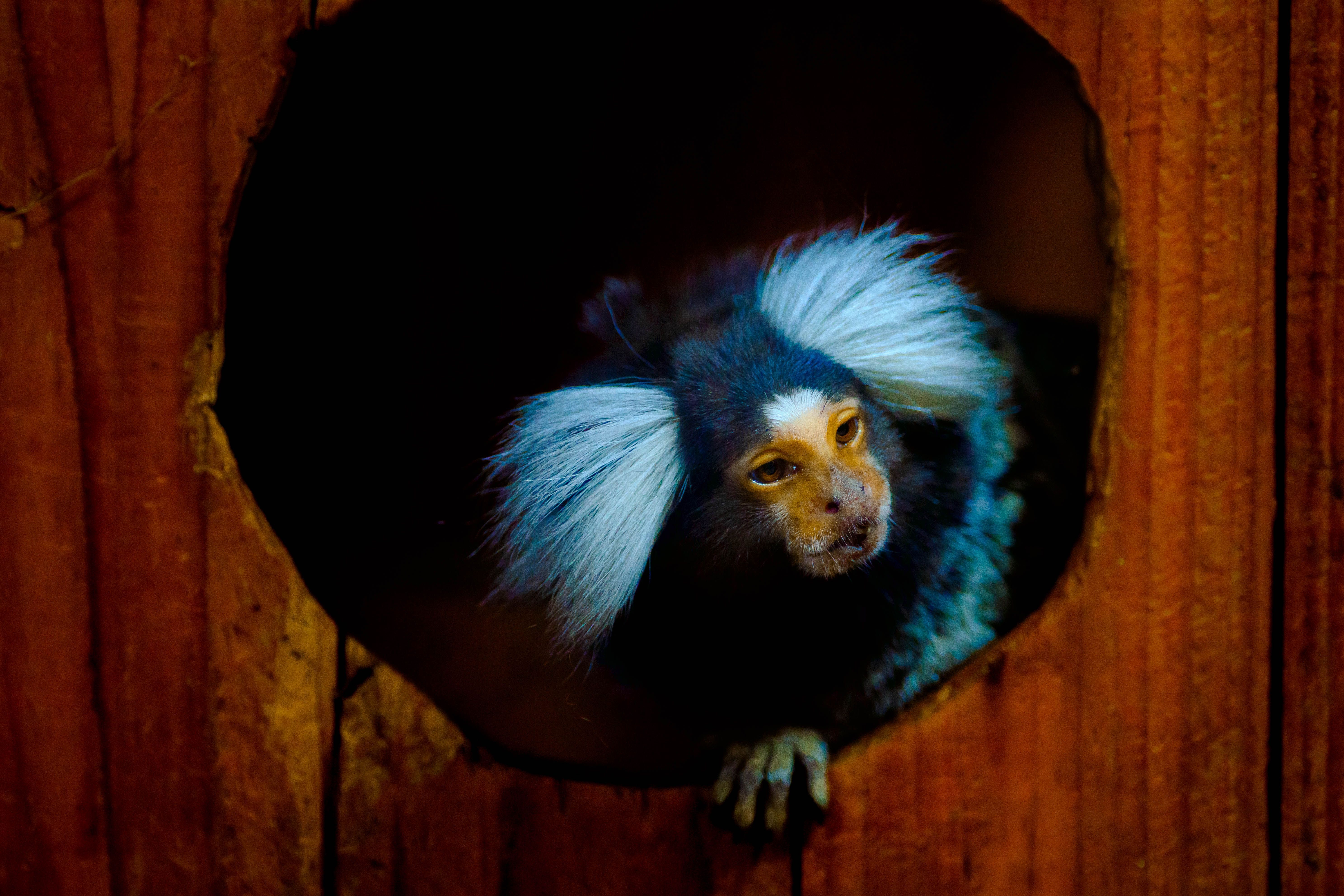 Monkey in Hole in Wall · Free Stock Photo