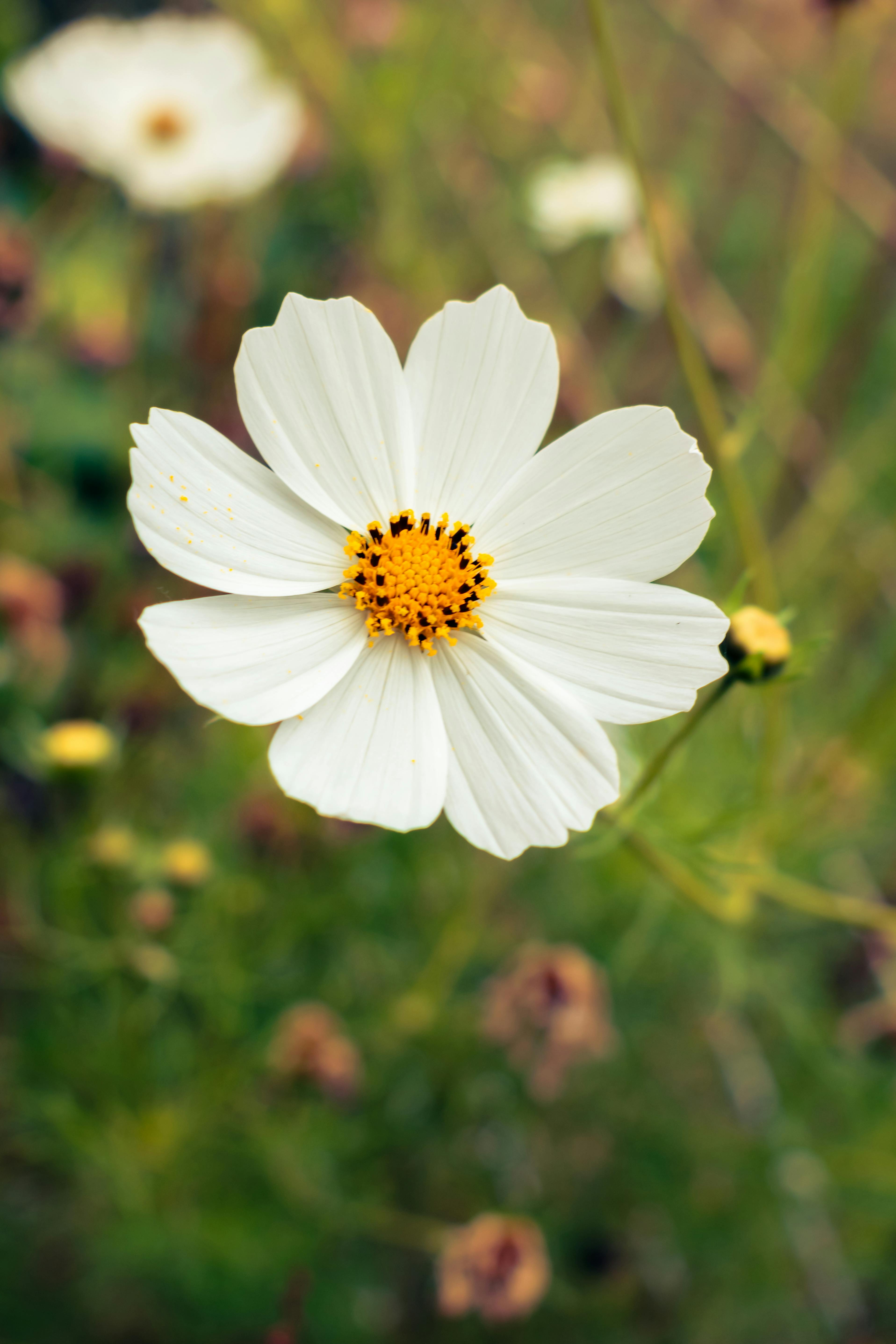 White Garden Cosmos Flower · Free Stock Photo
