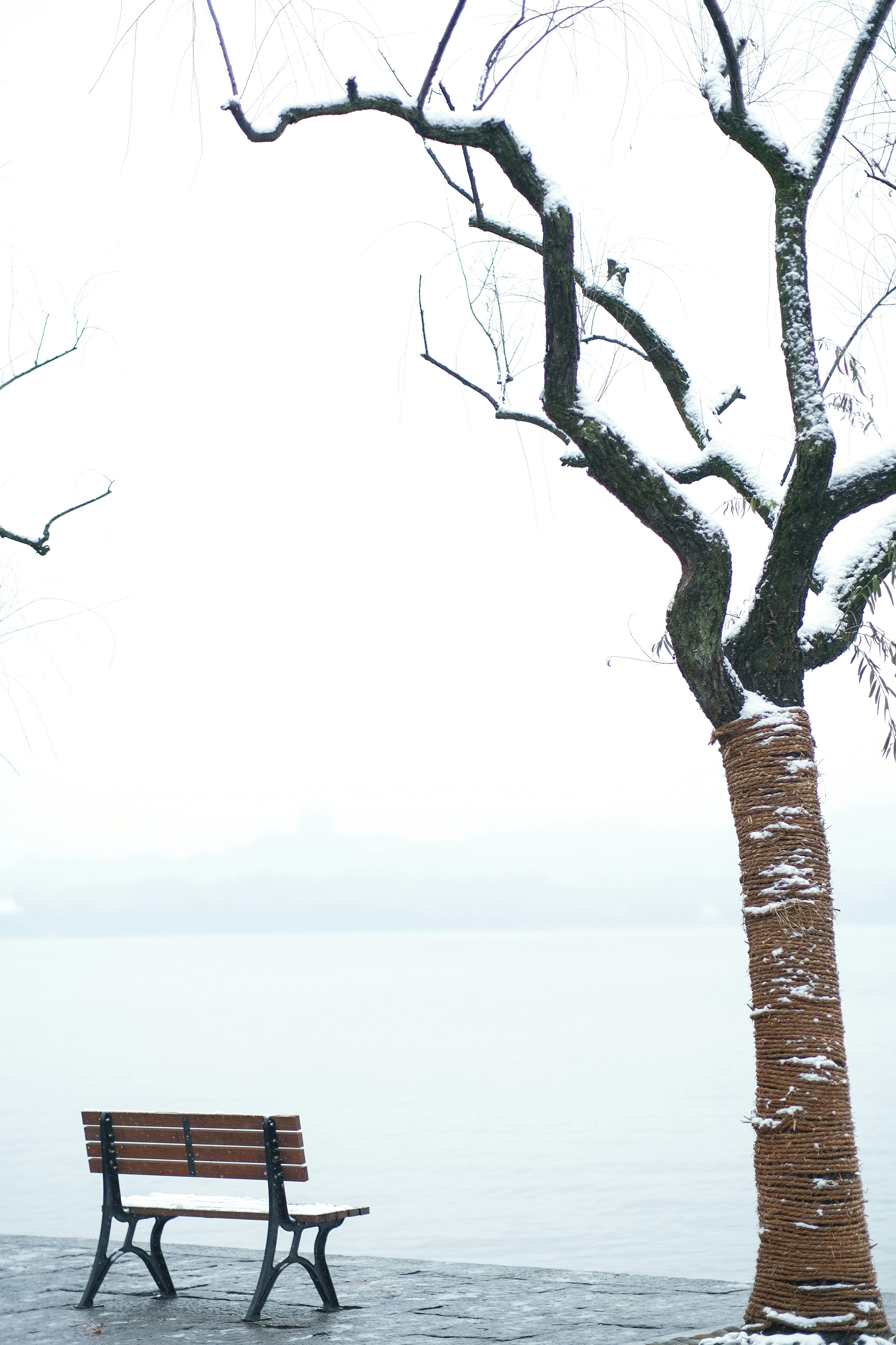 Bench Under A Tree Photos, Download Free Bench Under A Tree Stock ...