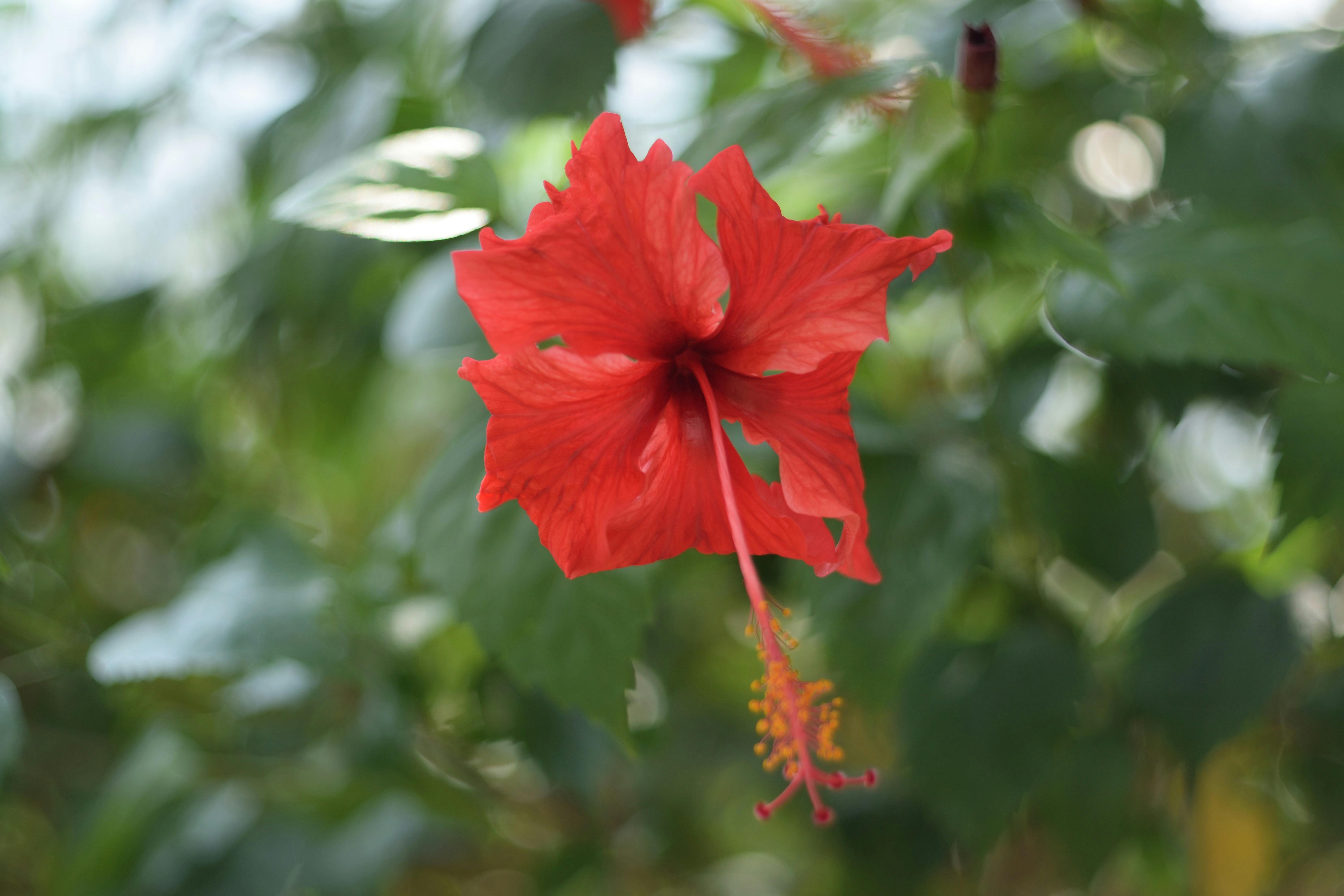 Nature 12 Photos & Videos Collected by Ayub Abdul Rahman