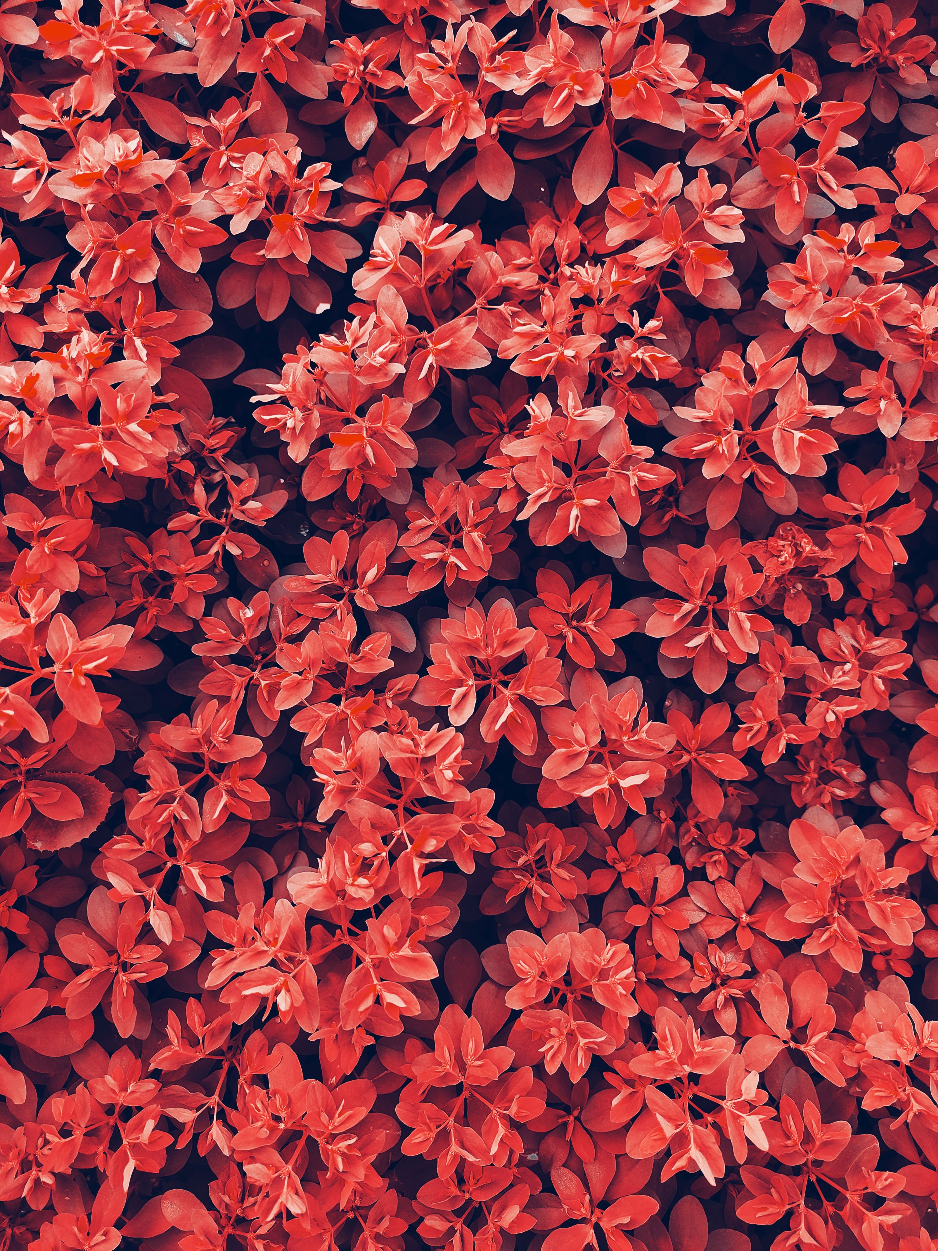 Close-up Photo of Blooming Red Flowers · Free Stock Photo
