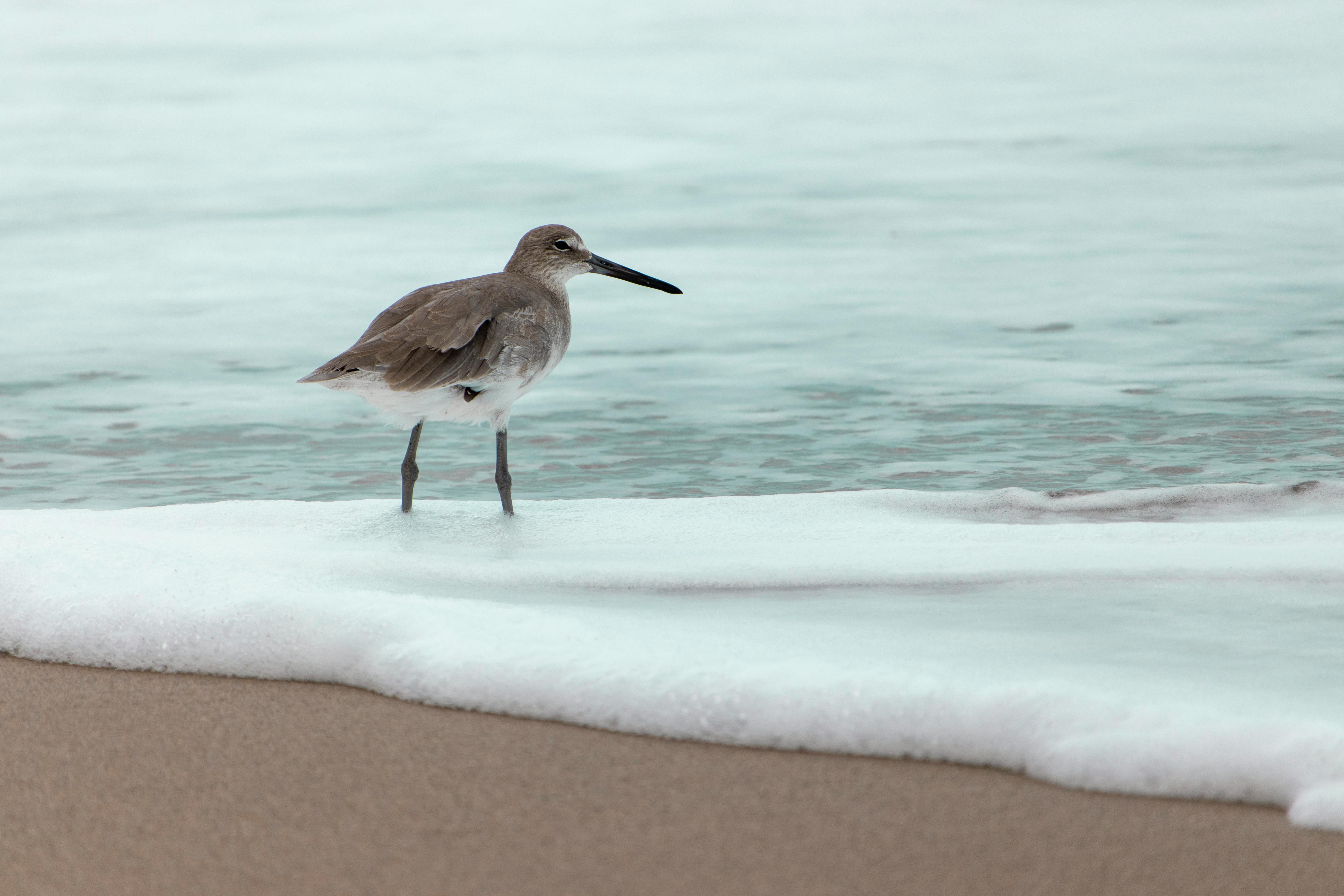 Shorebird Photos, Download The BEST Free Shorebird Stock Photos & HD Images