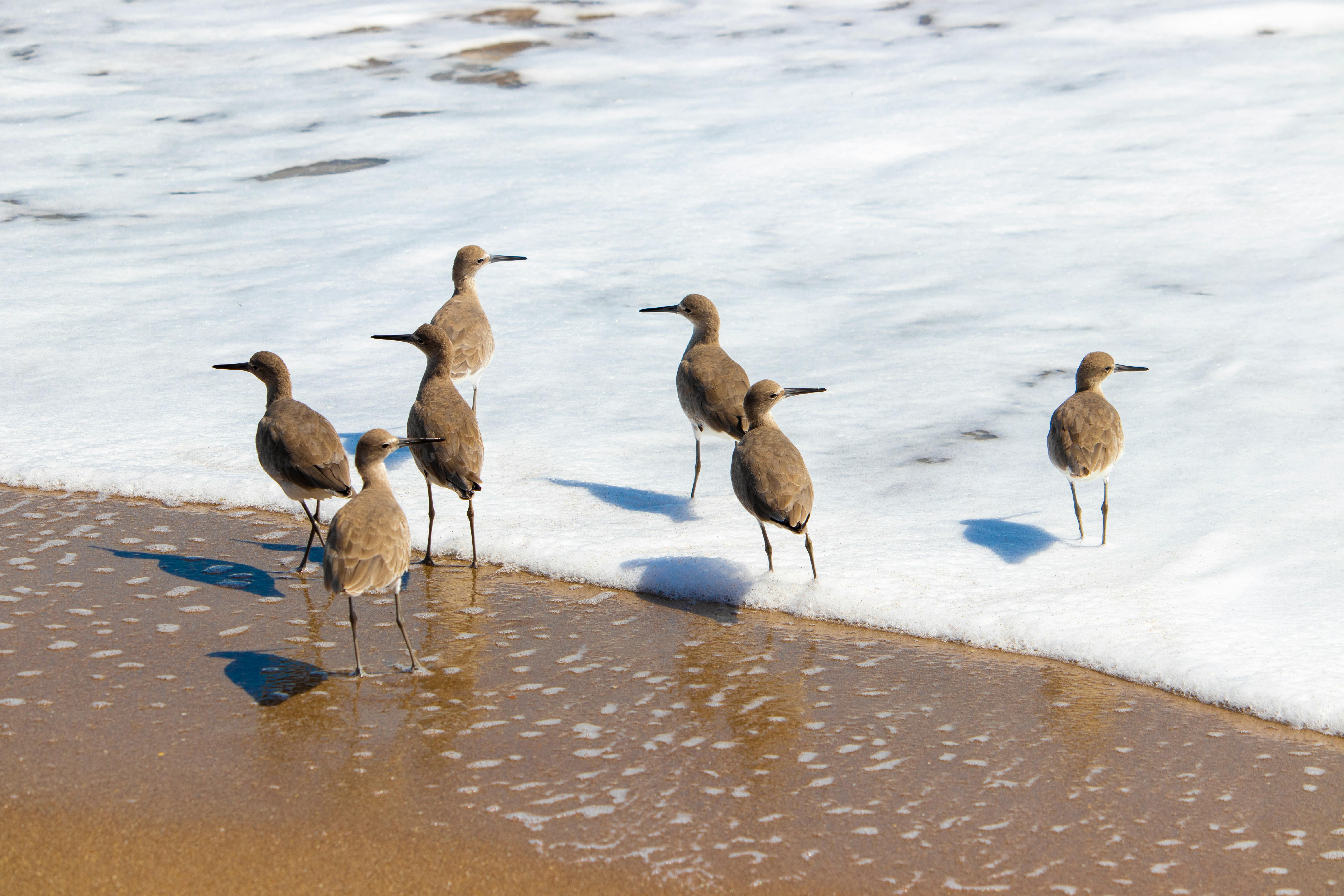 Photo of Birds at the Beach · Free Stock Photo