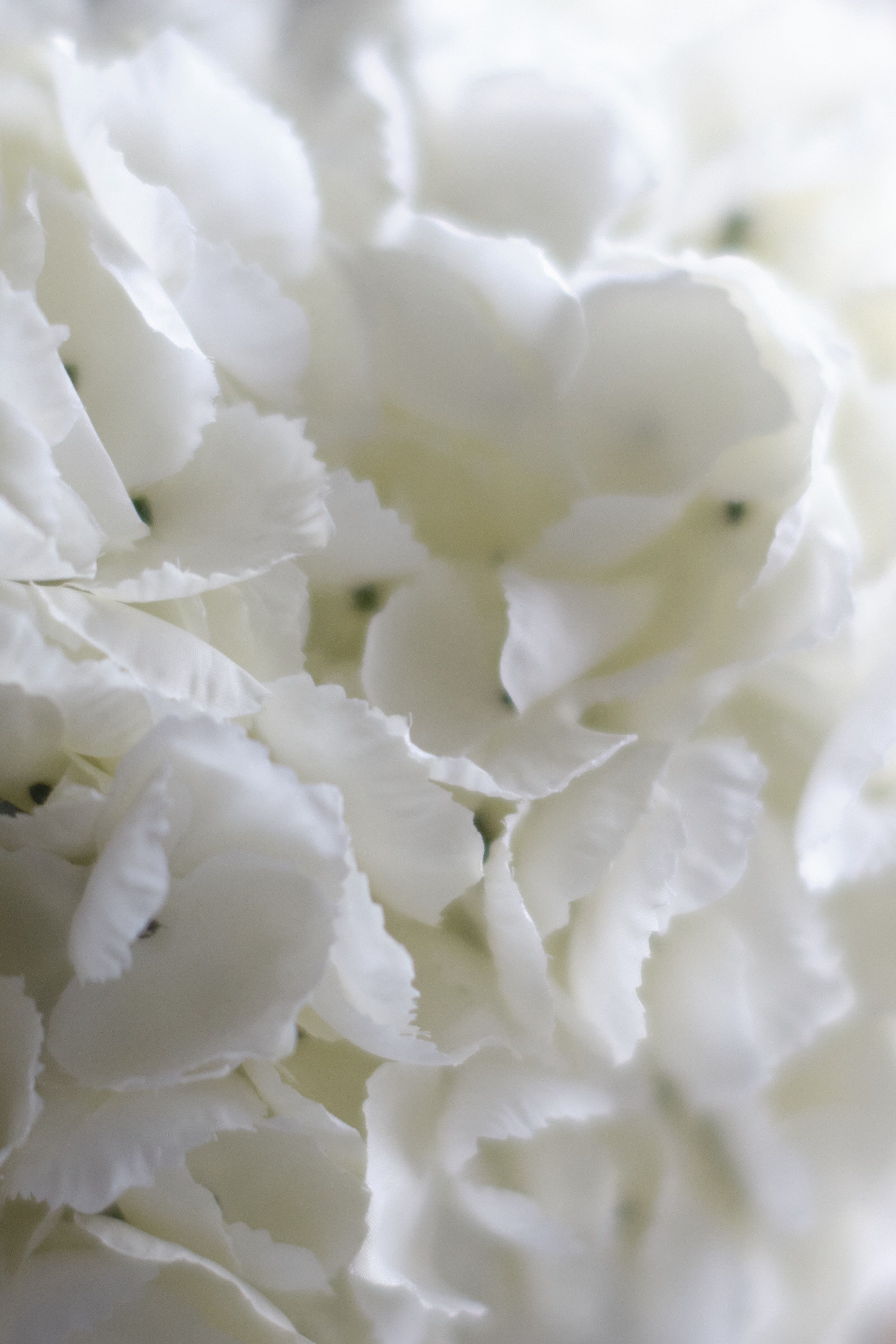 White Petals of a Flower · Free Stock Photo
