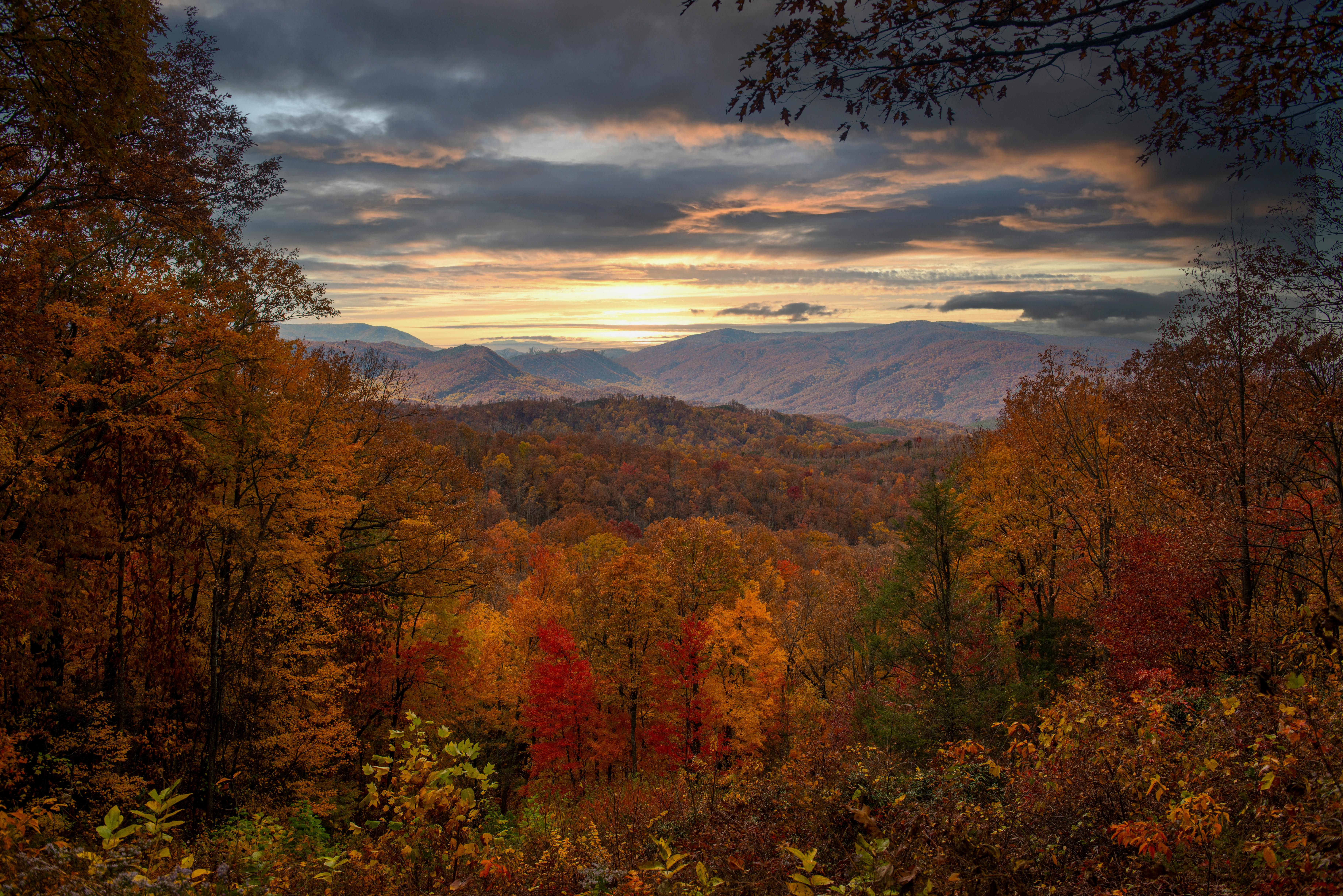 An Autumn Trees on Mountain · Free Stock Photo