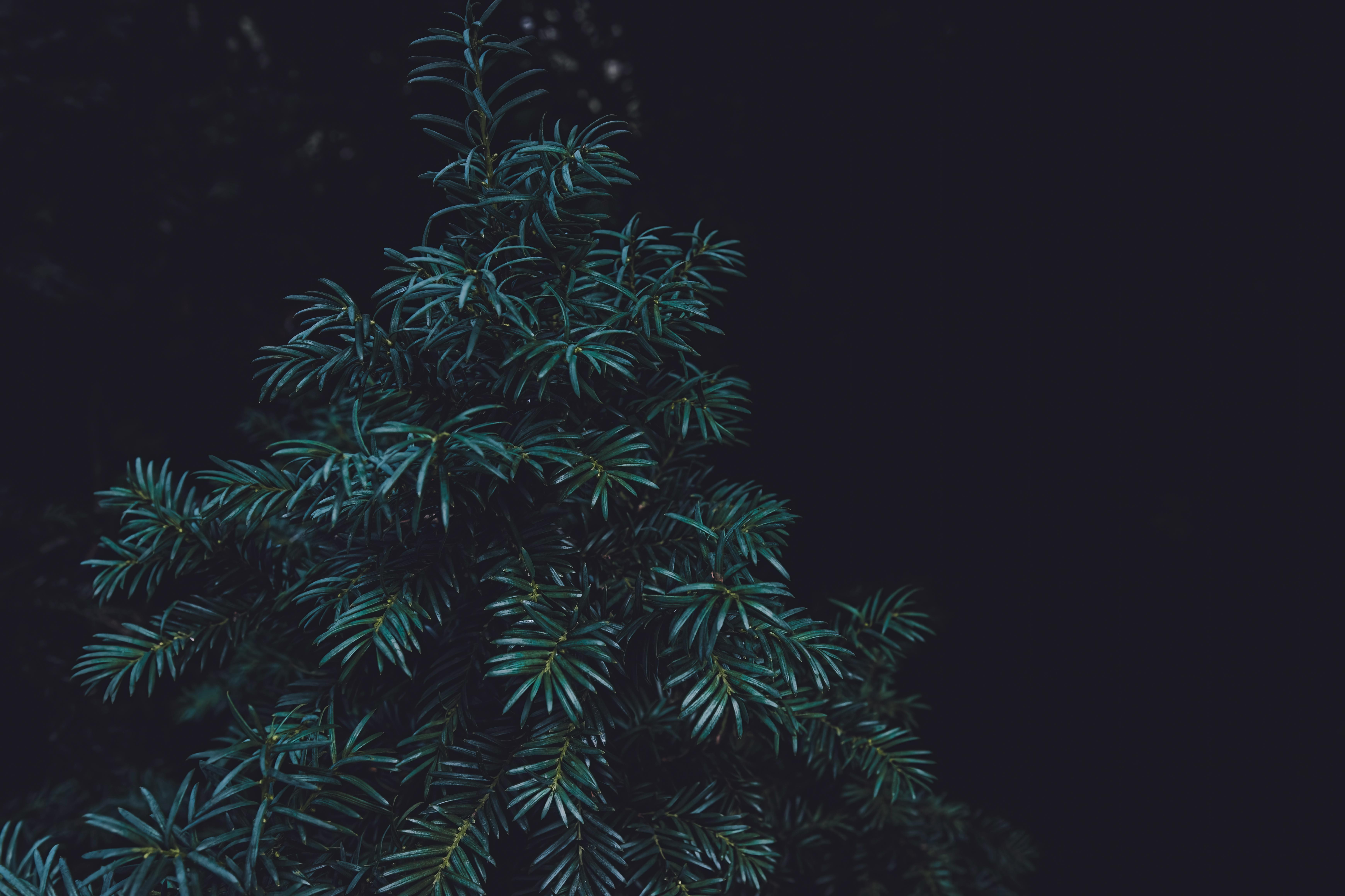 Close up of Evergreen Tree in Darkness · Free Stock Photo