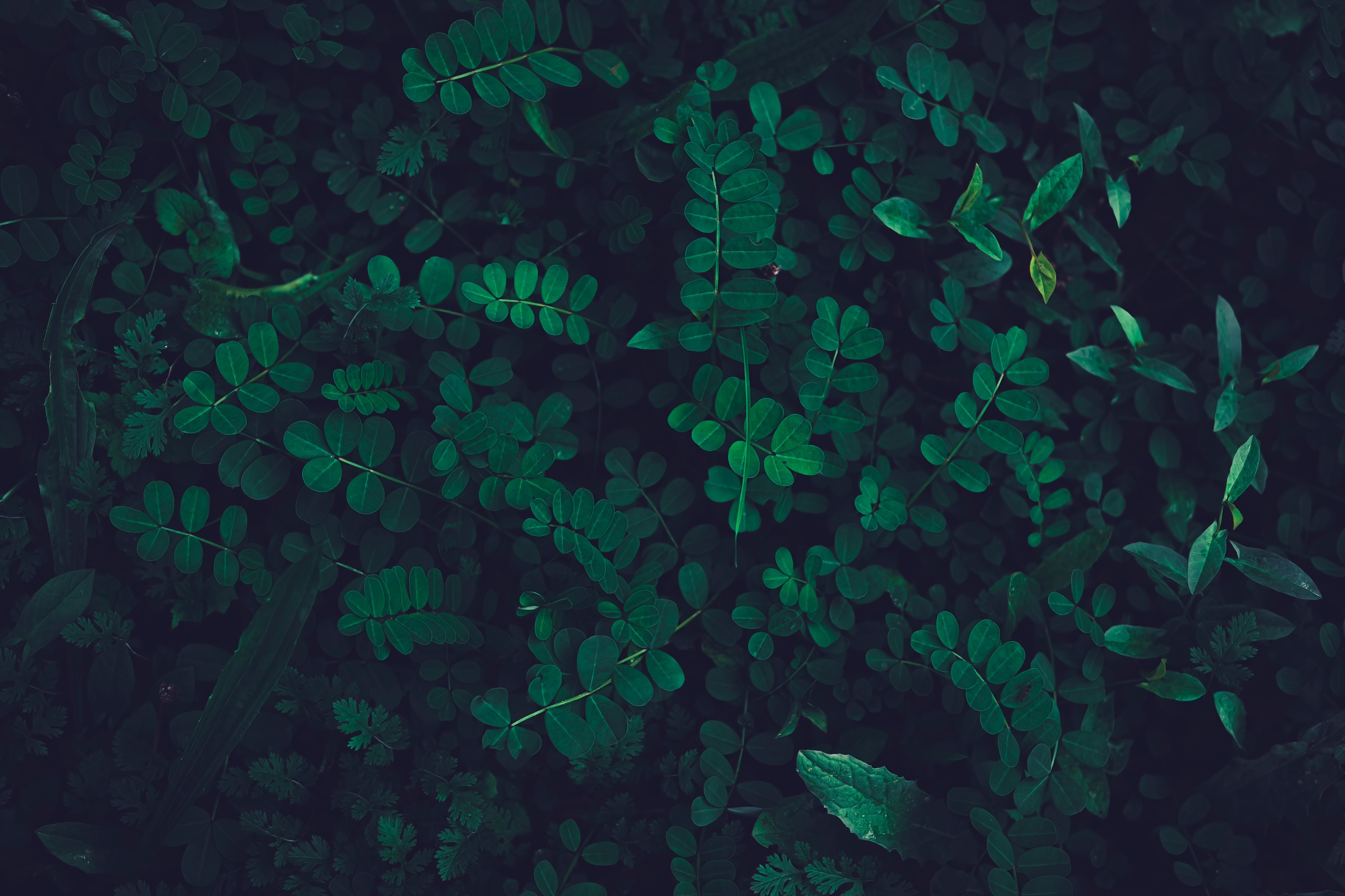 Green Leaves in Close Up Photography · Free Stock Photo