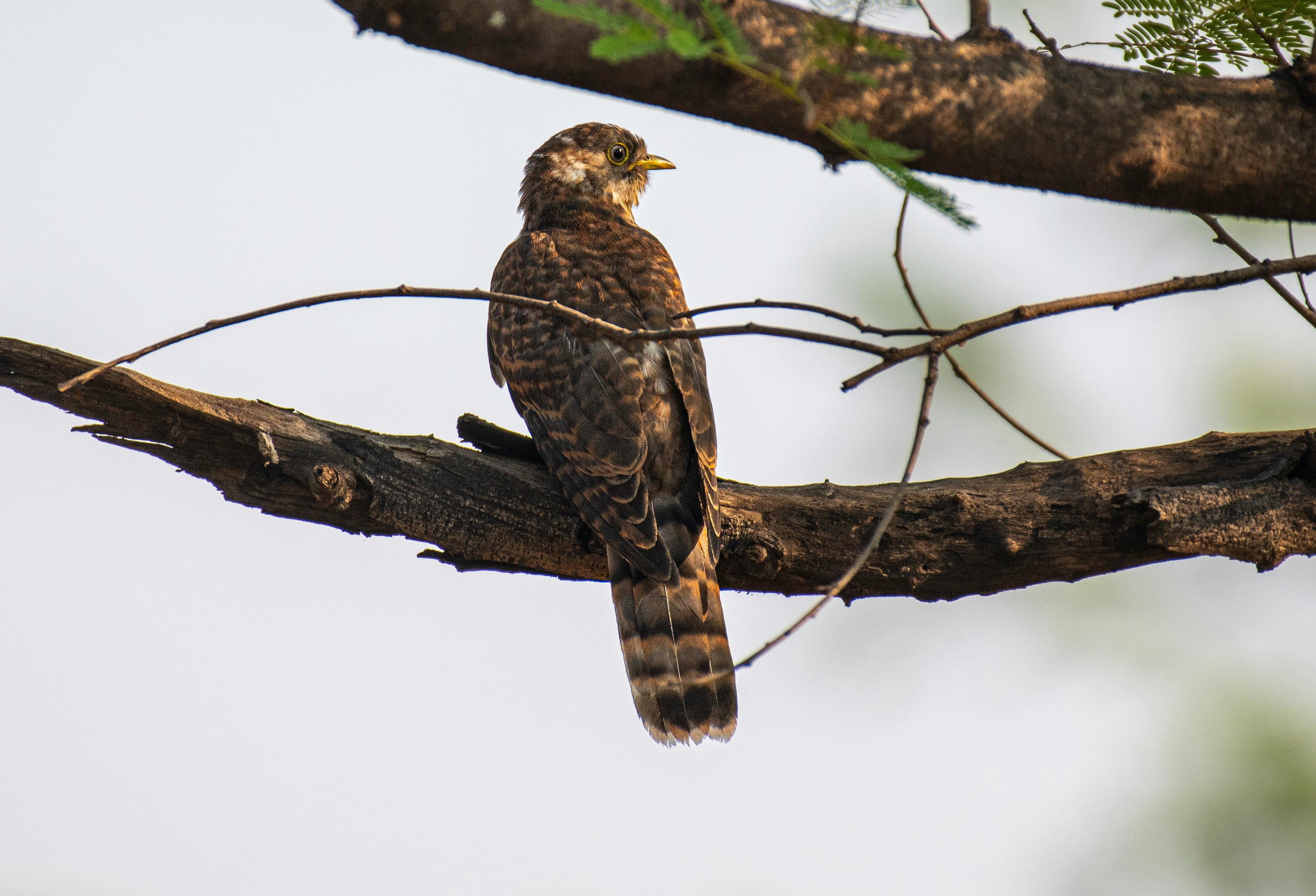 Cuckoo Photos, Download The BEST Free Cuckoo Stock Photos & HD Images