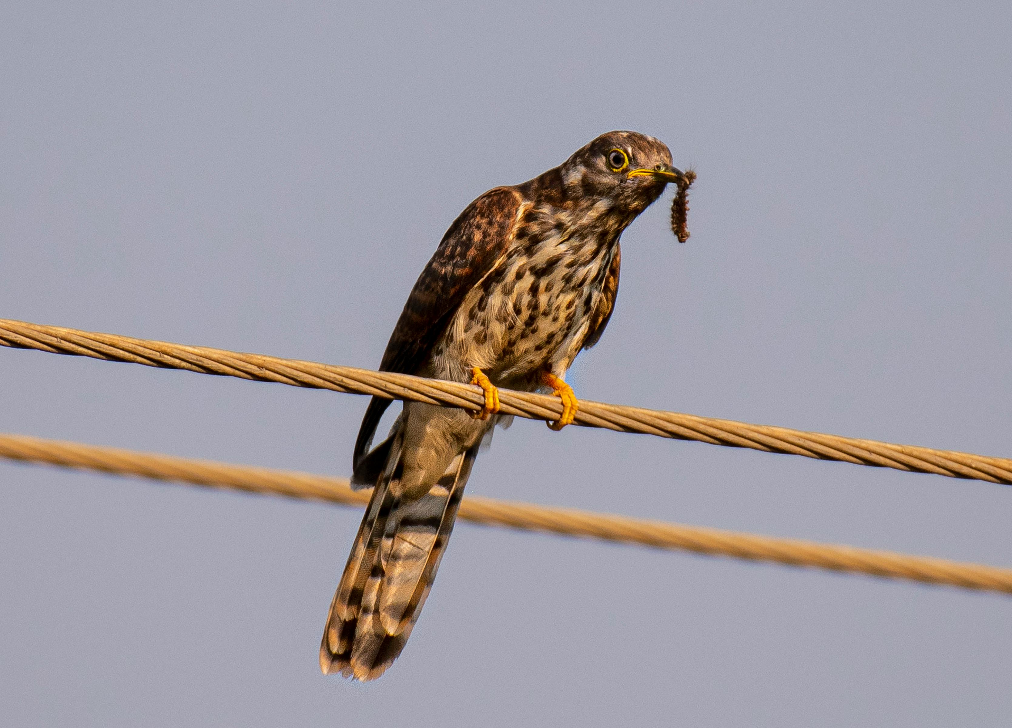 Bird with Worm in Beak Sitting on Pole · Free Stock Photo