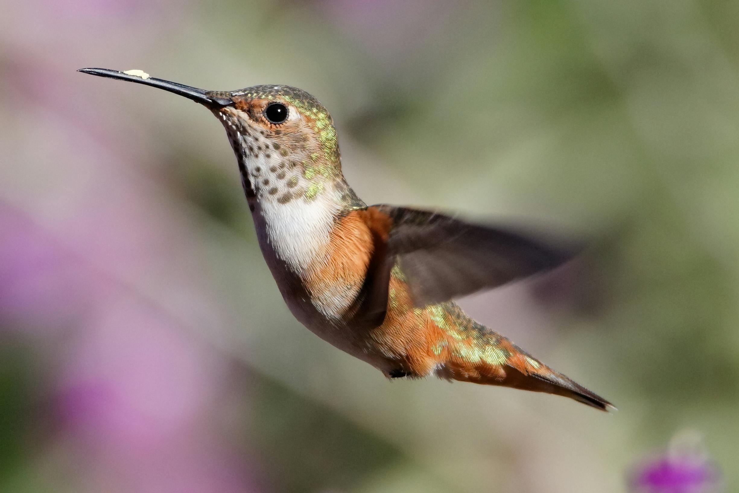 Green And Brown Hummingbird · Free Stock Photo